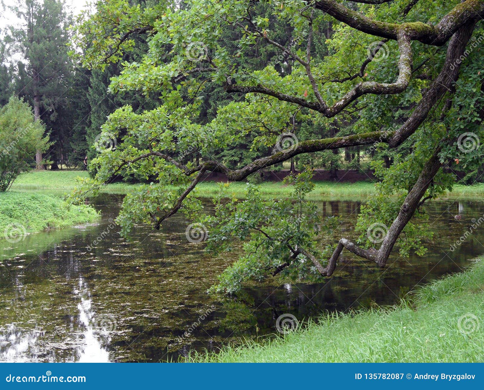 View of Lake through Branches of Old Oak Tree on Cloudy Days. Pond with ...