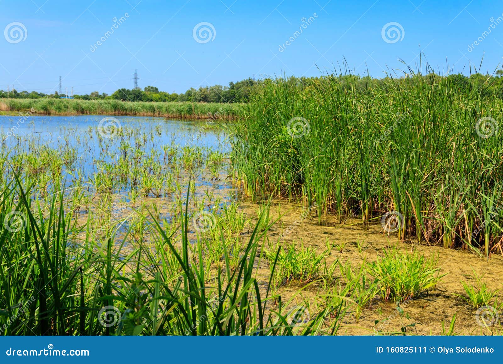 View of Lake Overgrown with Bulrushes on Summer Stock Image - Image of ...