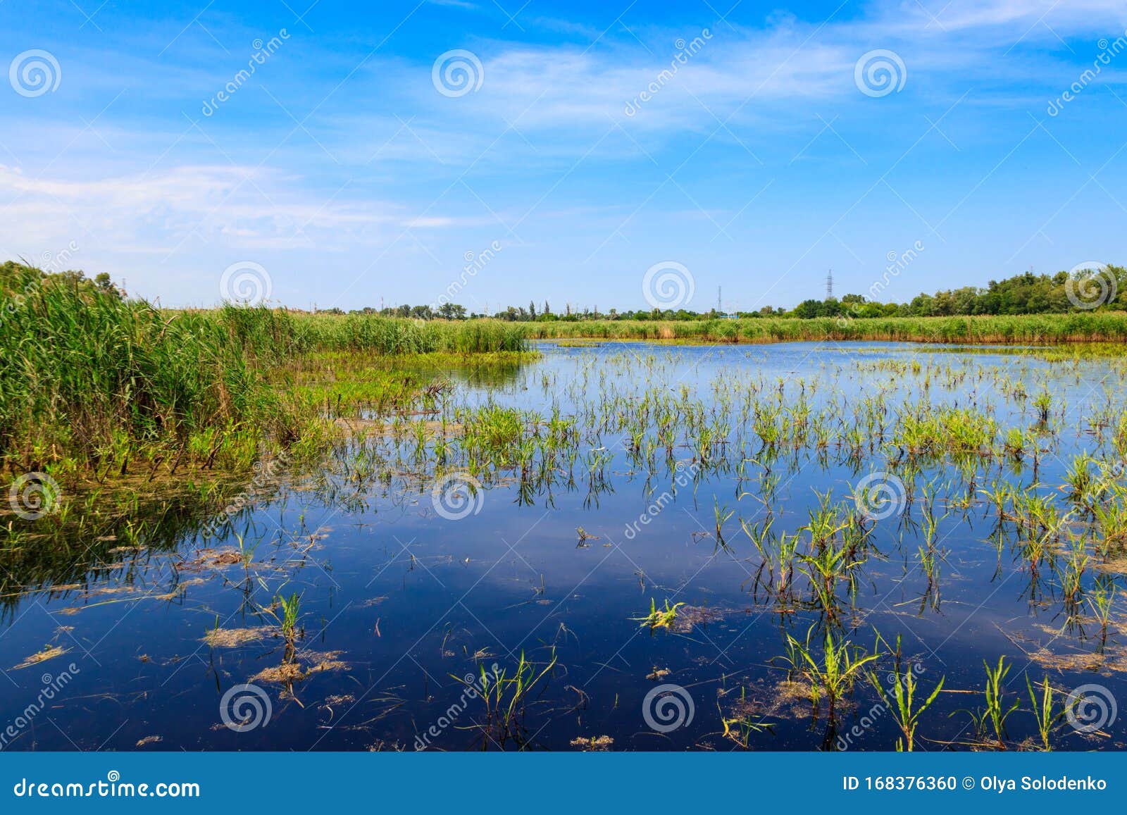 View of Lake Overgrown with Bulrushes on Summer Stock Photo - Image of ...