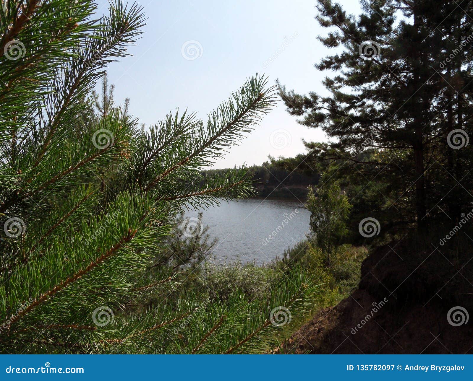 View of Lake through Trees with Forest Behind Stock Image - Image of ...