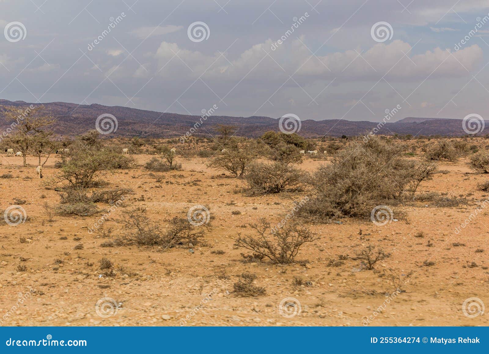 View of a Landscape in Somalila Stock Photo - Image of somalia ...