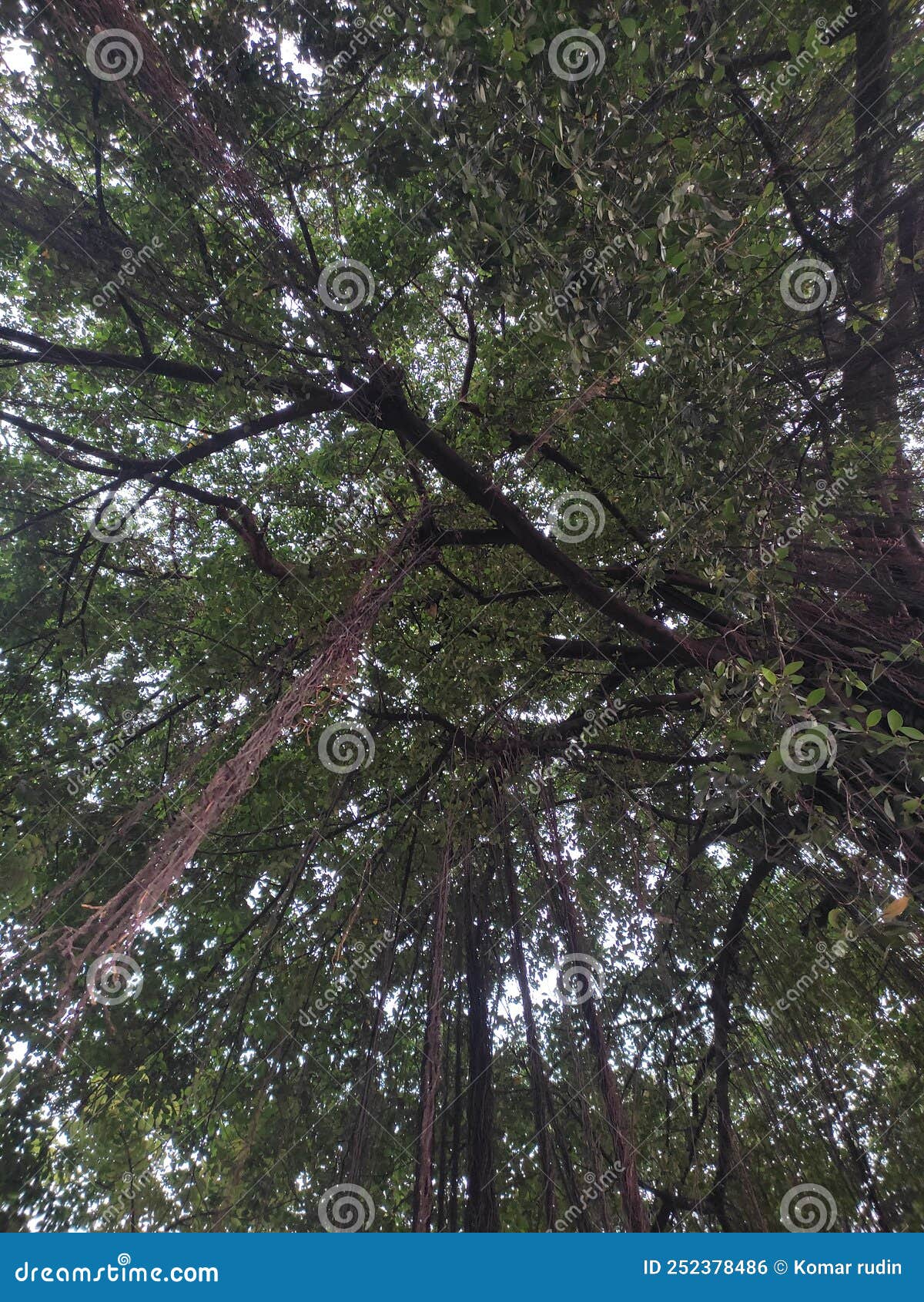 The View of a Large Banyan Tree with Roots Dangling Down Beautifully ...