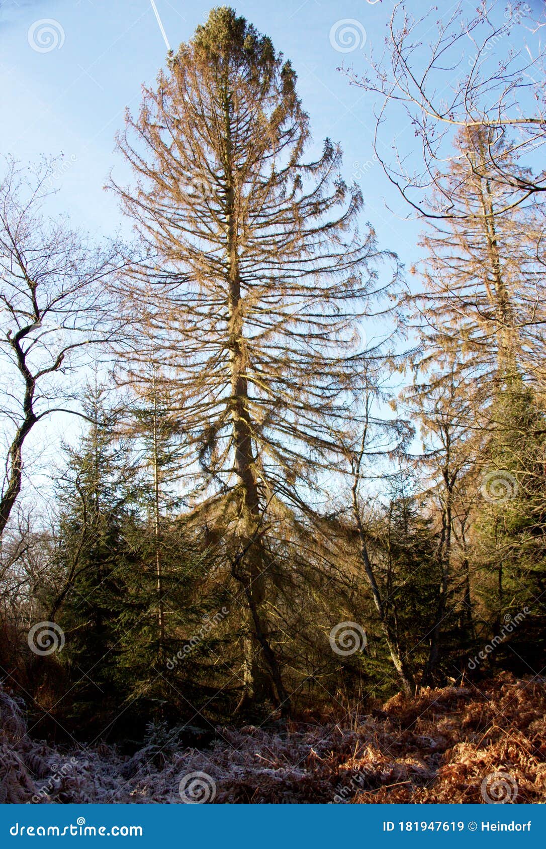 A Large Larch on a Sunny Winter Day in Germany Stock Image - Image of ...