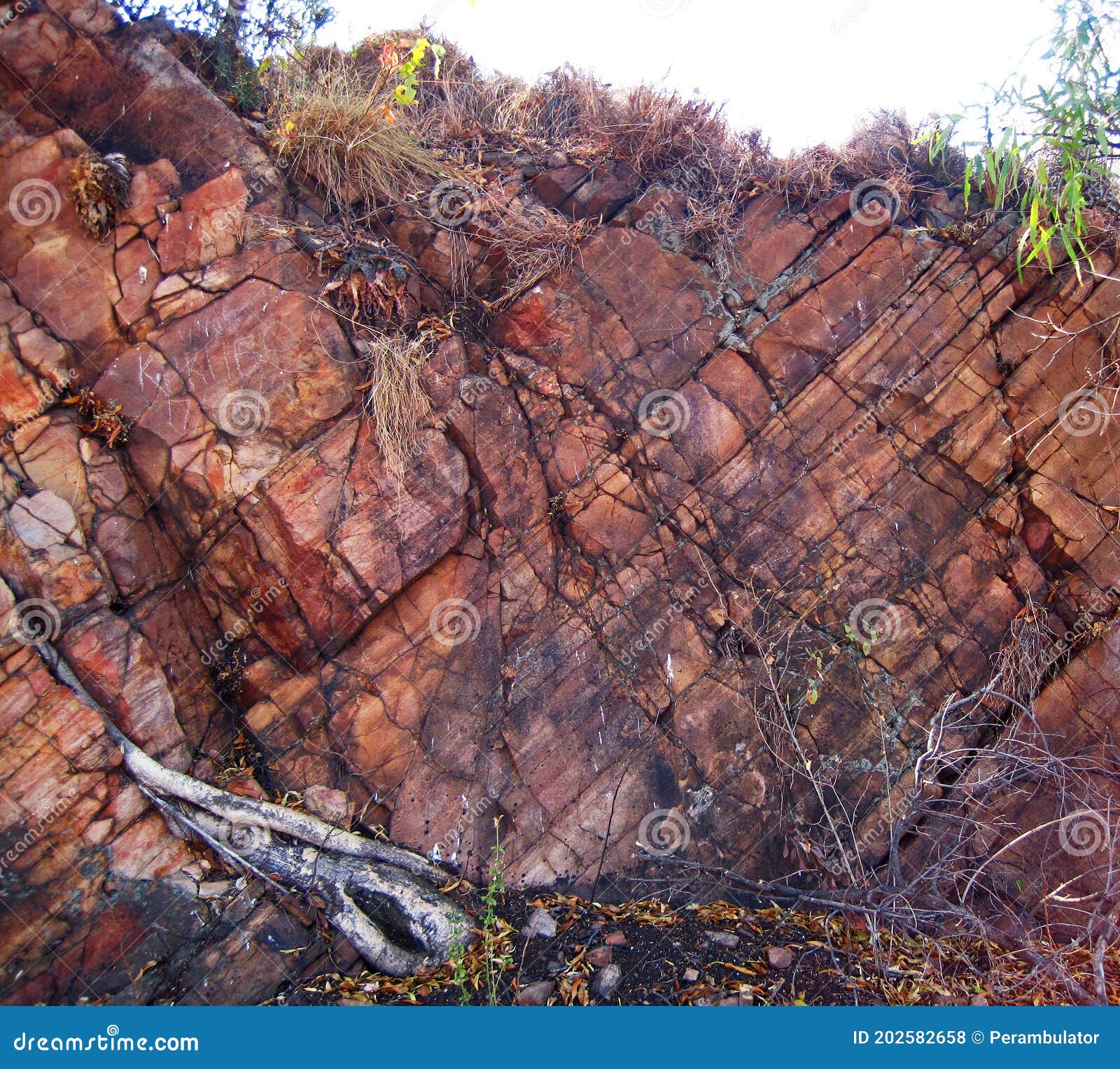 Level Ground Root Dead Tree Stock Photos - Free & Royalty-Free Stock ...