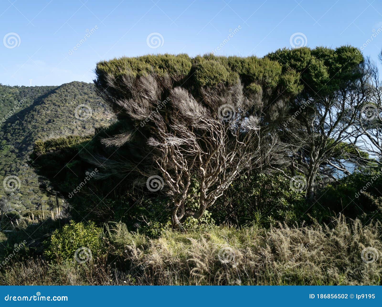 Large manuka tree stock photo. Image of discovery, auckland - 186856502