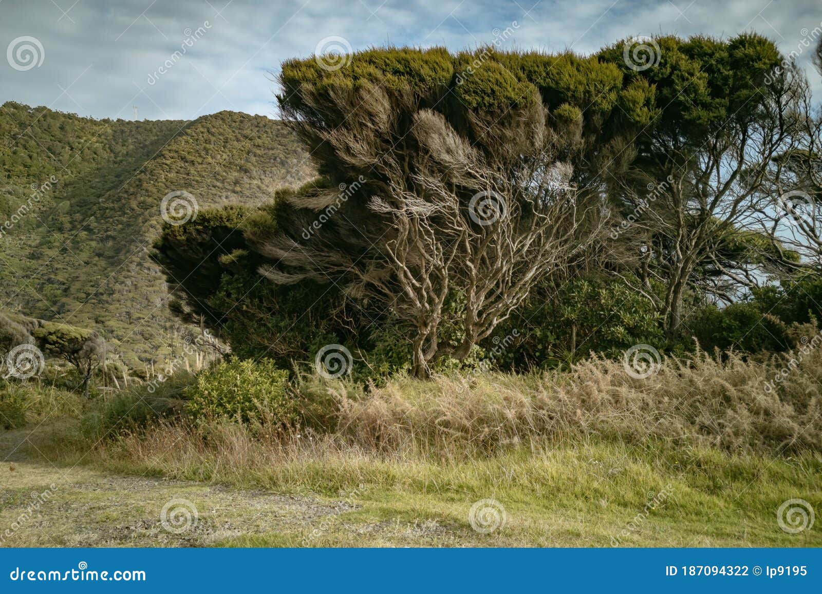 Manuka tree stock photo. Image of grass, tree, zealand - 187094322