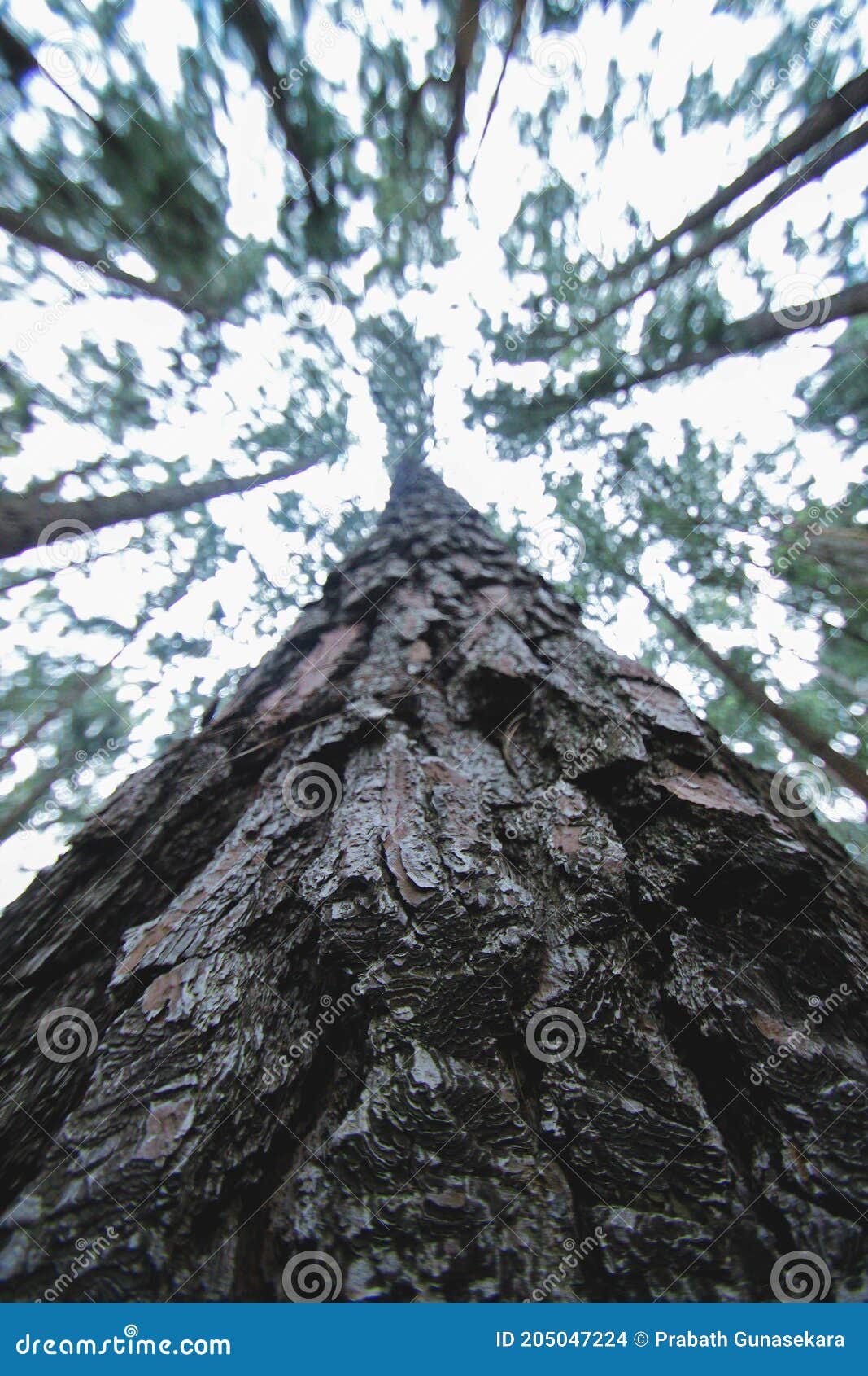 Large Pine Tree Stump In The Forest Surrounded By Ferns Royalty-Free ...