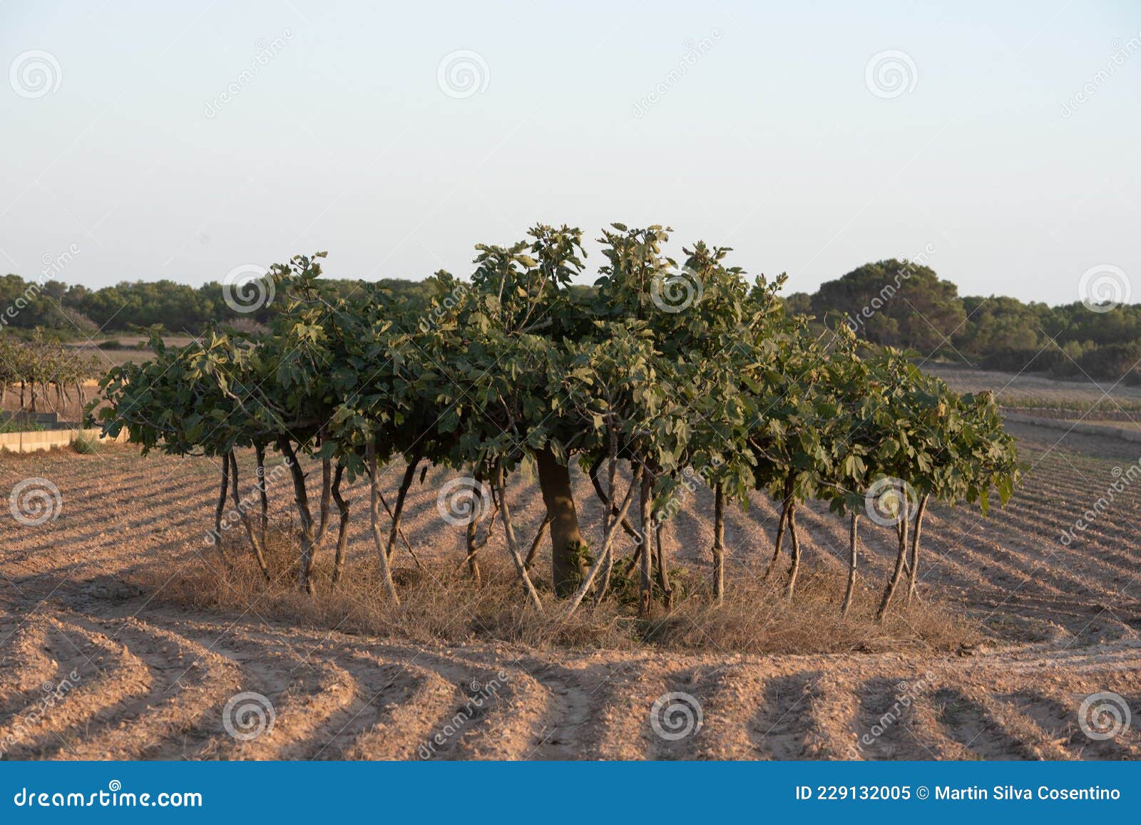 View of the Largest Fig Tree in Europe on the Island of Formentera in ...