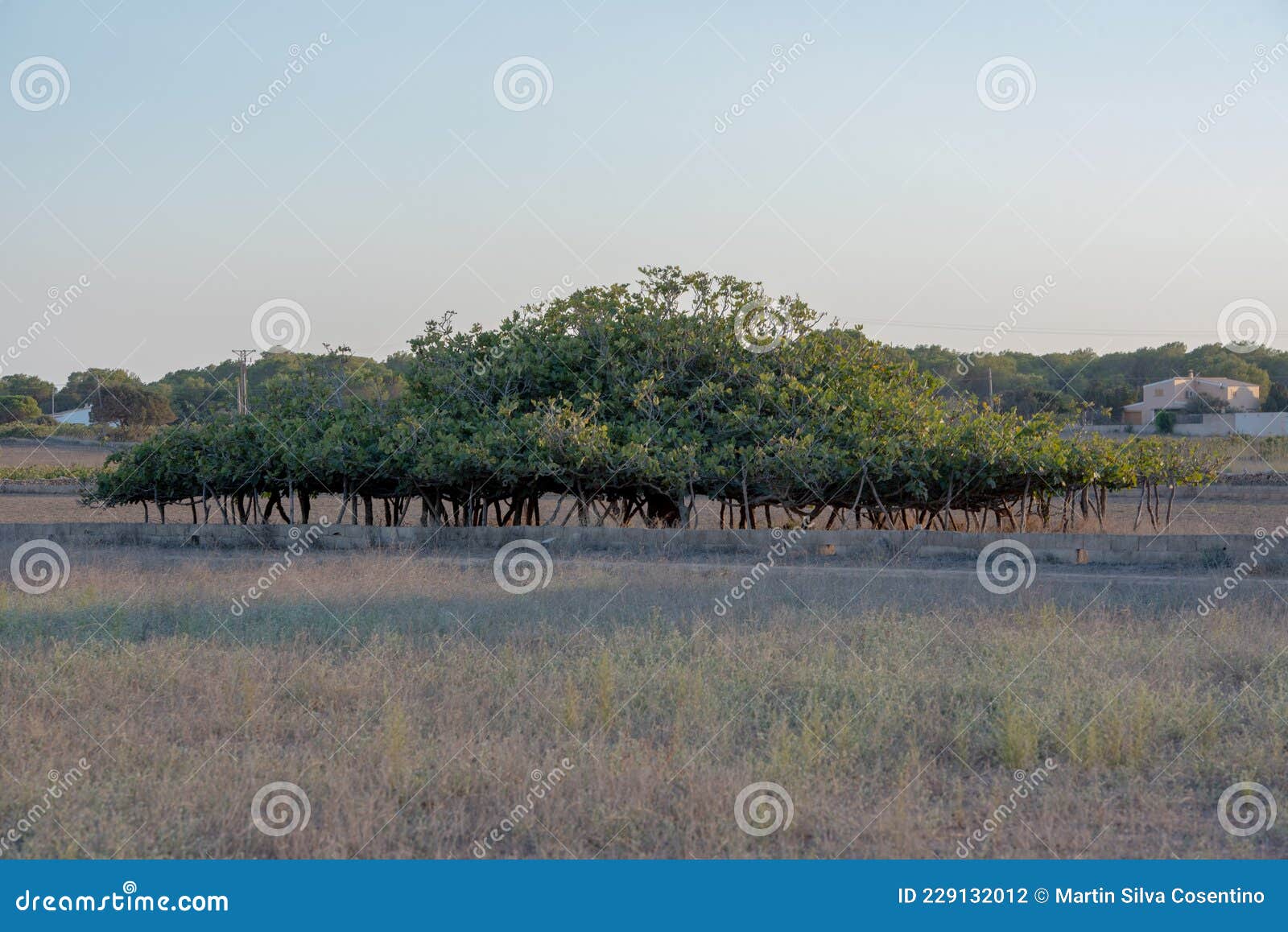 View of the Largest Fig Tree in Europe on the Island of Formentera in ...
