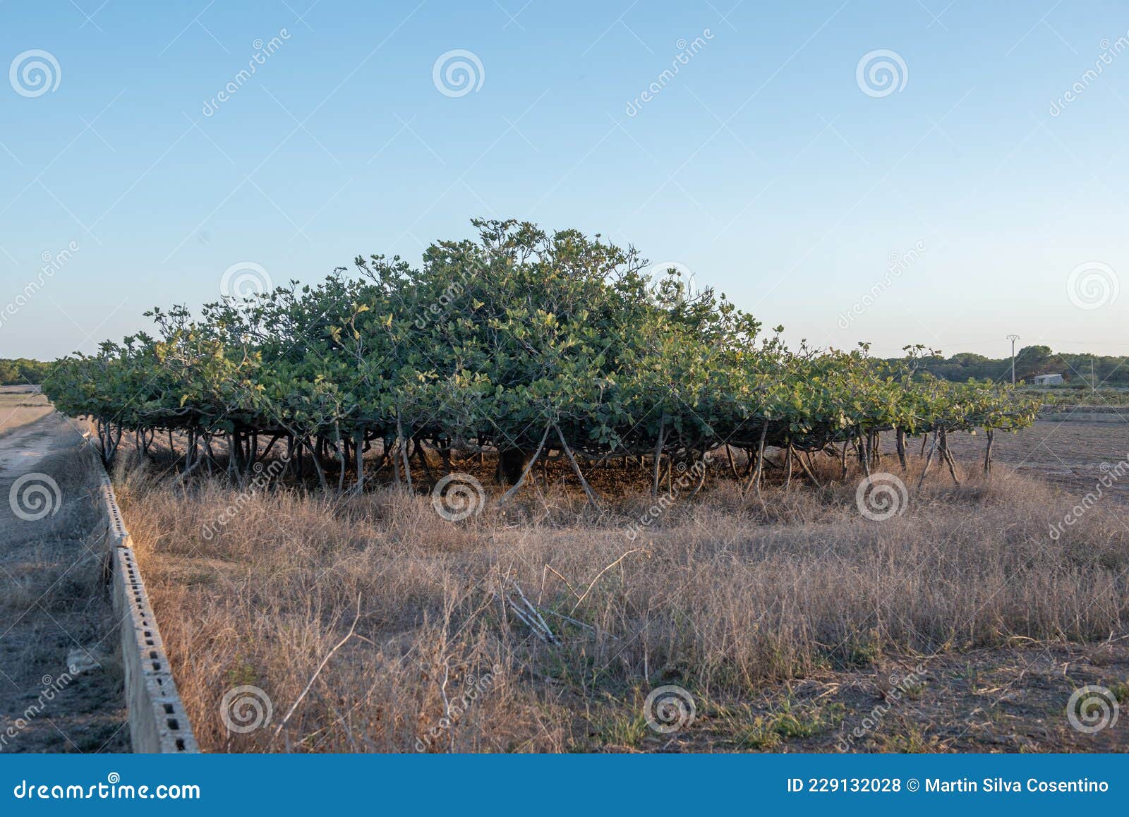 View of the Largest Fig Tree in Europe on the Island of Formentera in ...