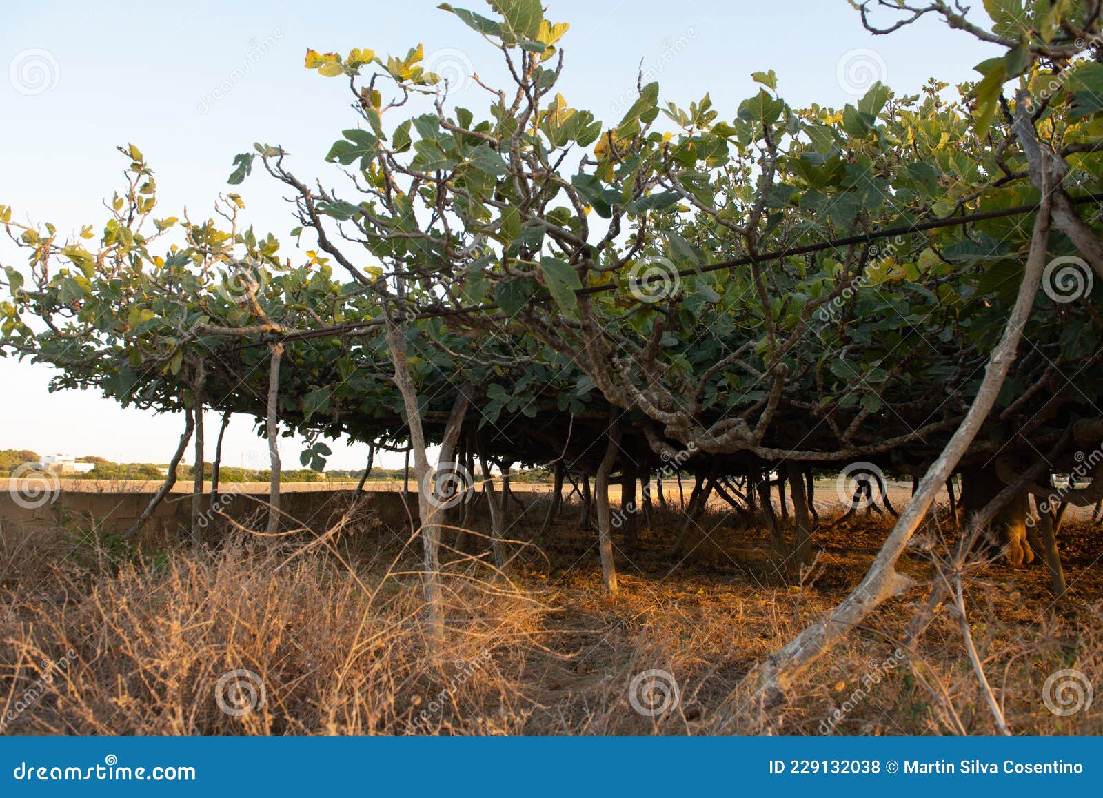 View of the Largest Fig Tree in Europe on the Island of Formentera in ...