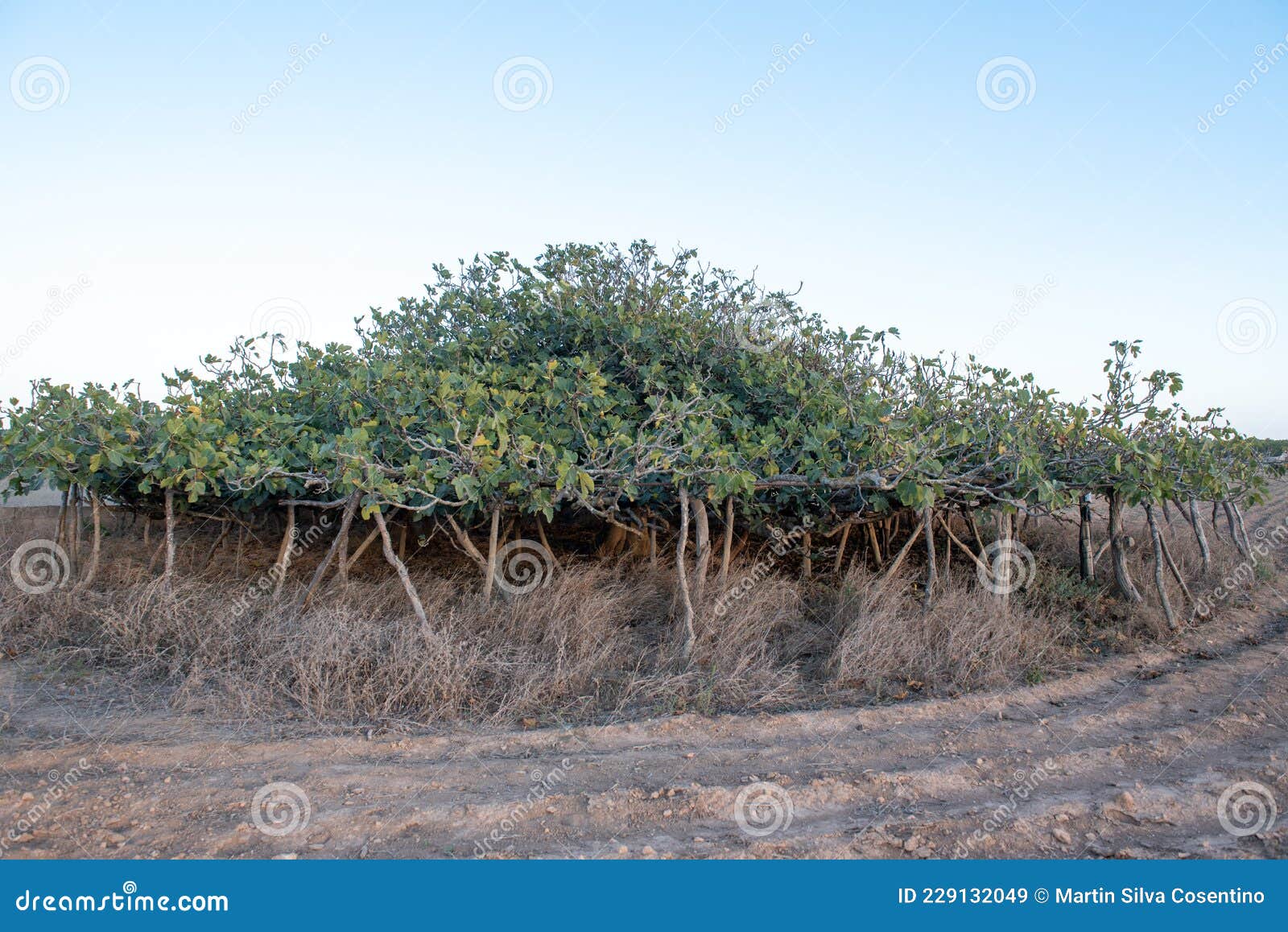 View of the Largest Fig Tree in Europe on the Island of Formentera in ...
