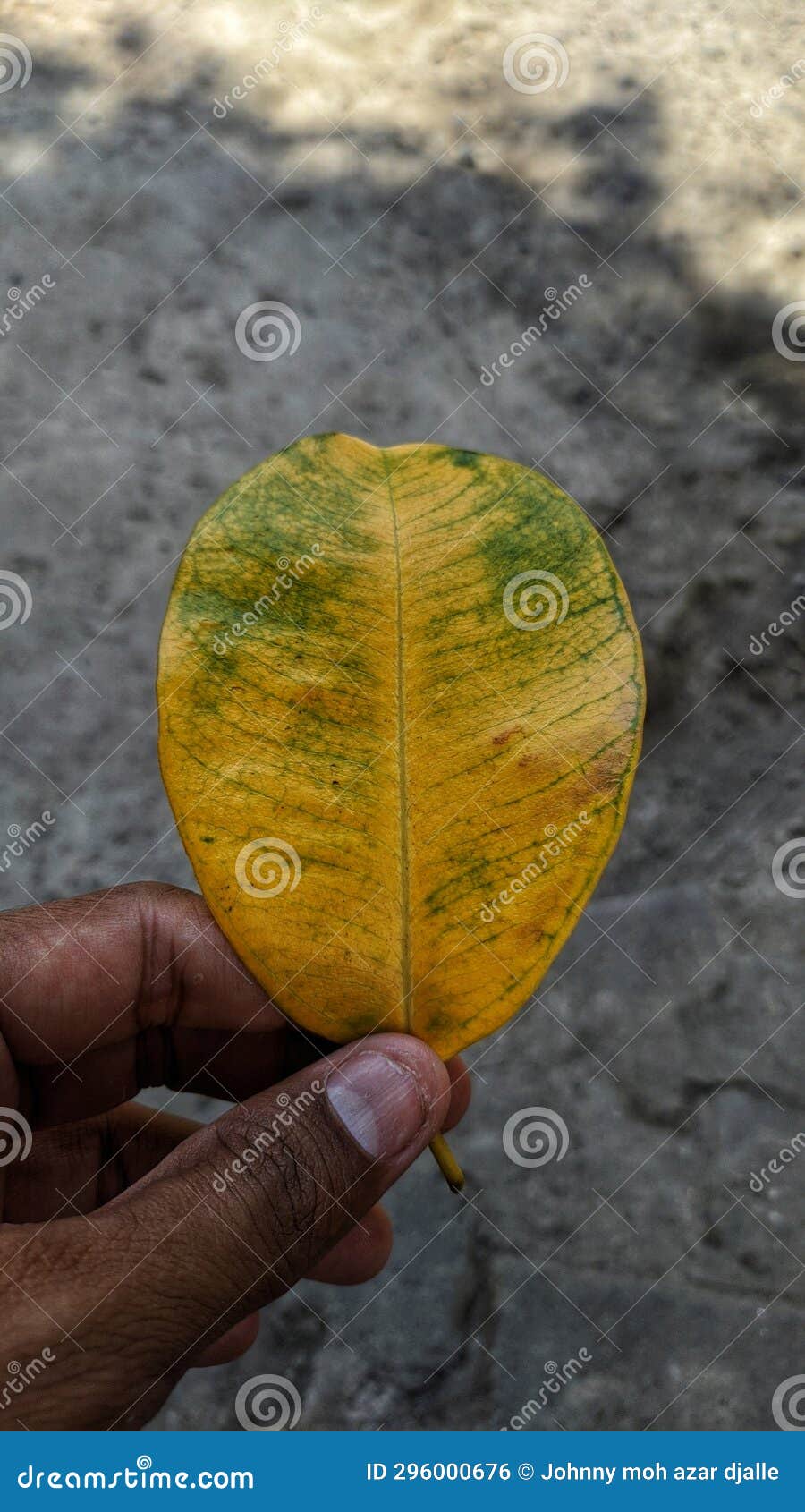 View of Leaf on hand stock photo. Image of autumnal - 296000676