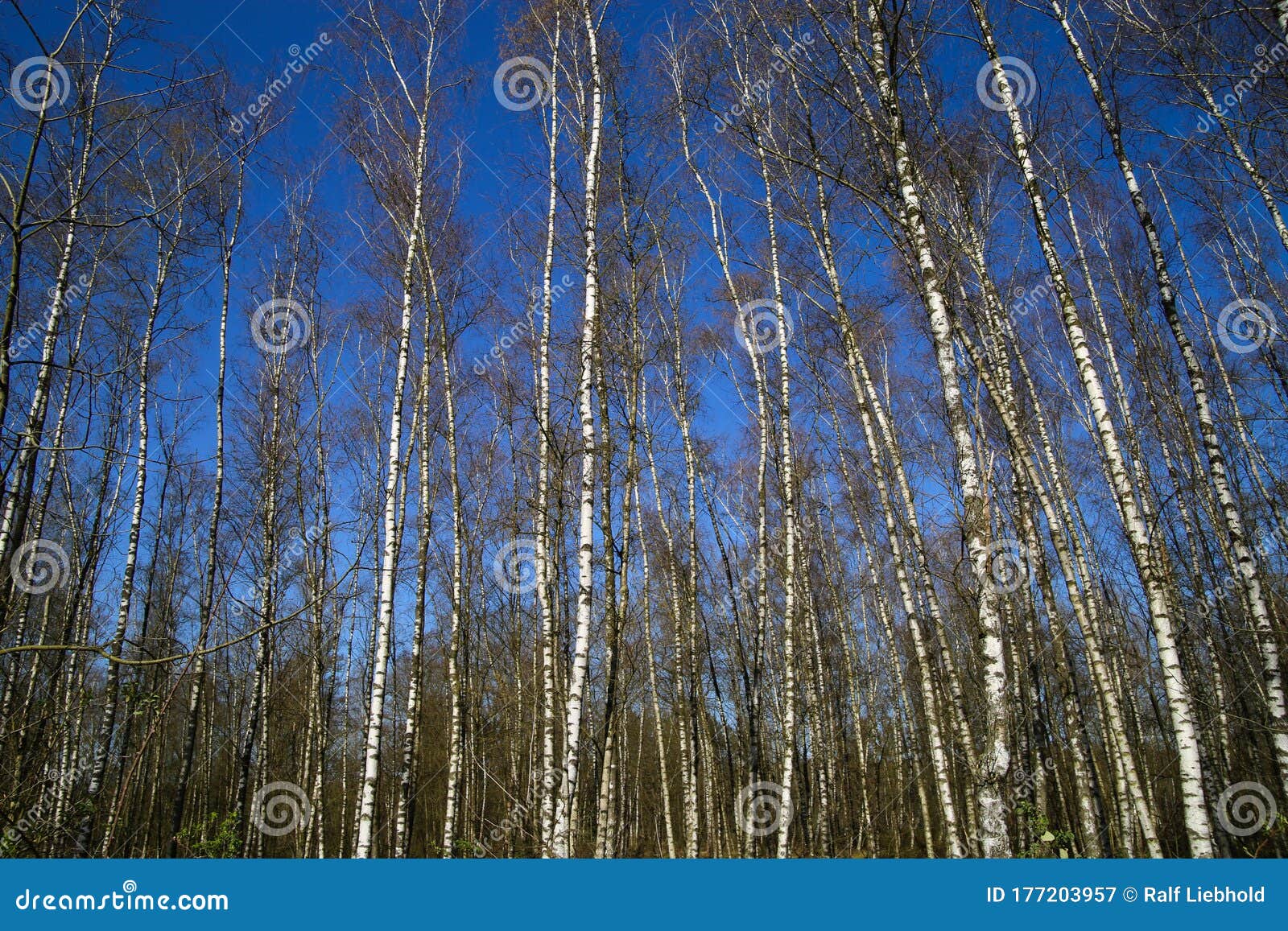 View on Leafless Birch Tree Forest in Spring Against Blue Sky - Germany ...