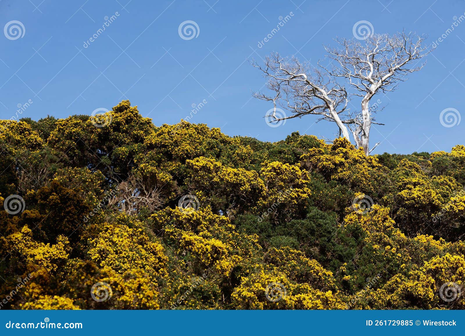 View of a Leafless Tree Sticking Out of a Green Forest, with a Blue Sky ...