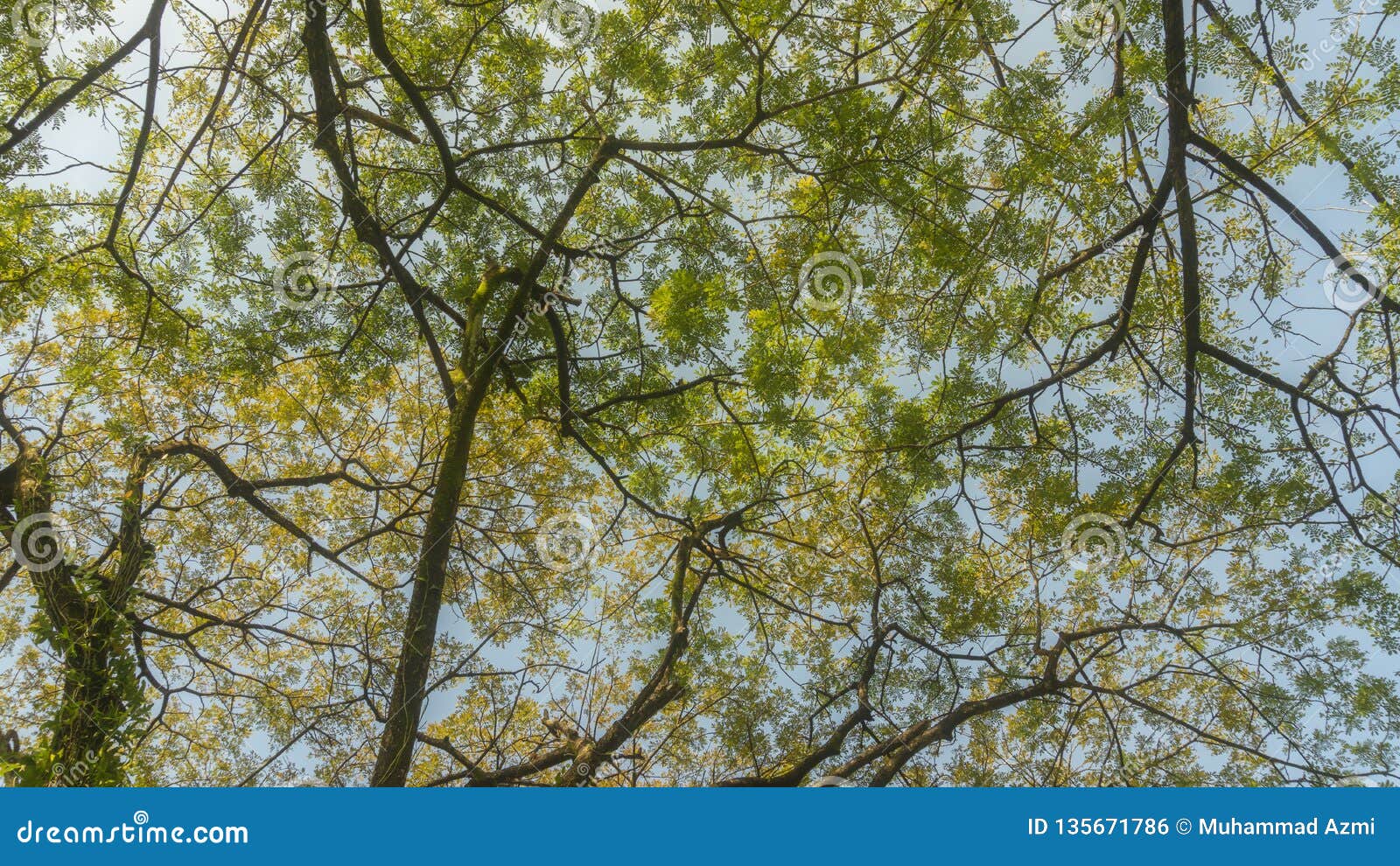 View of Leaves and Branches of a Tree Stock Photo - Image of leaves ...