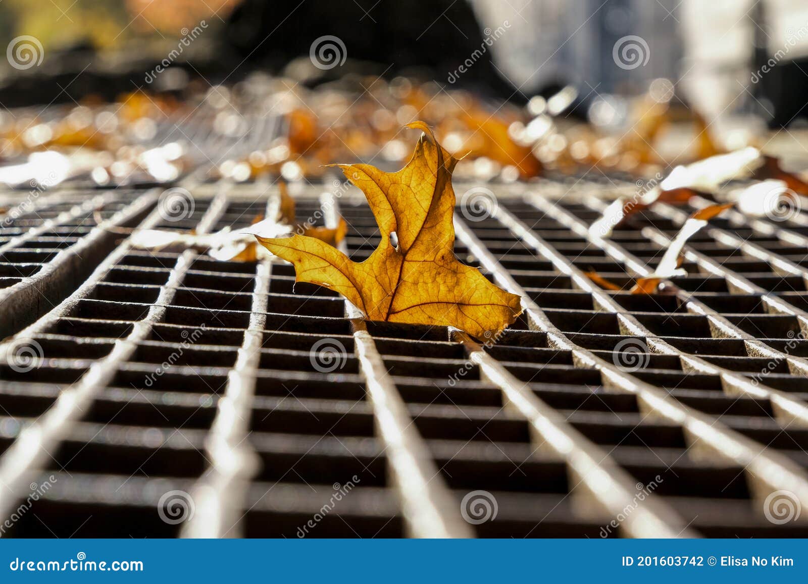 Leaves in the drain sewer stock photo. Image of leaves - 201603742