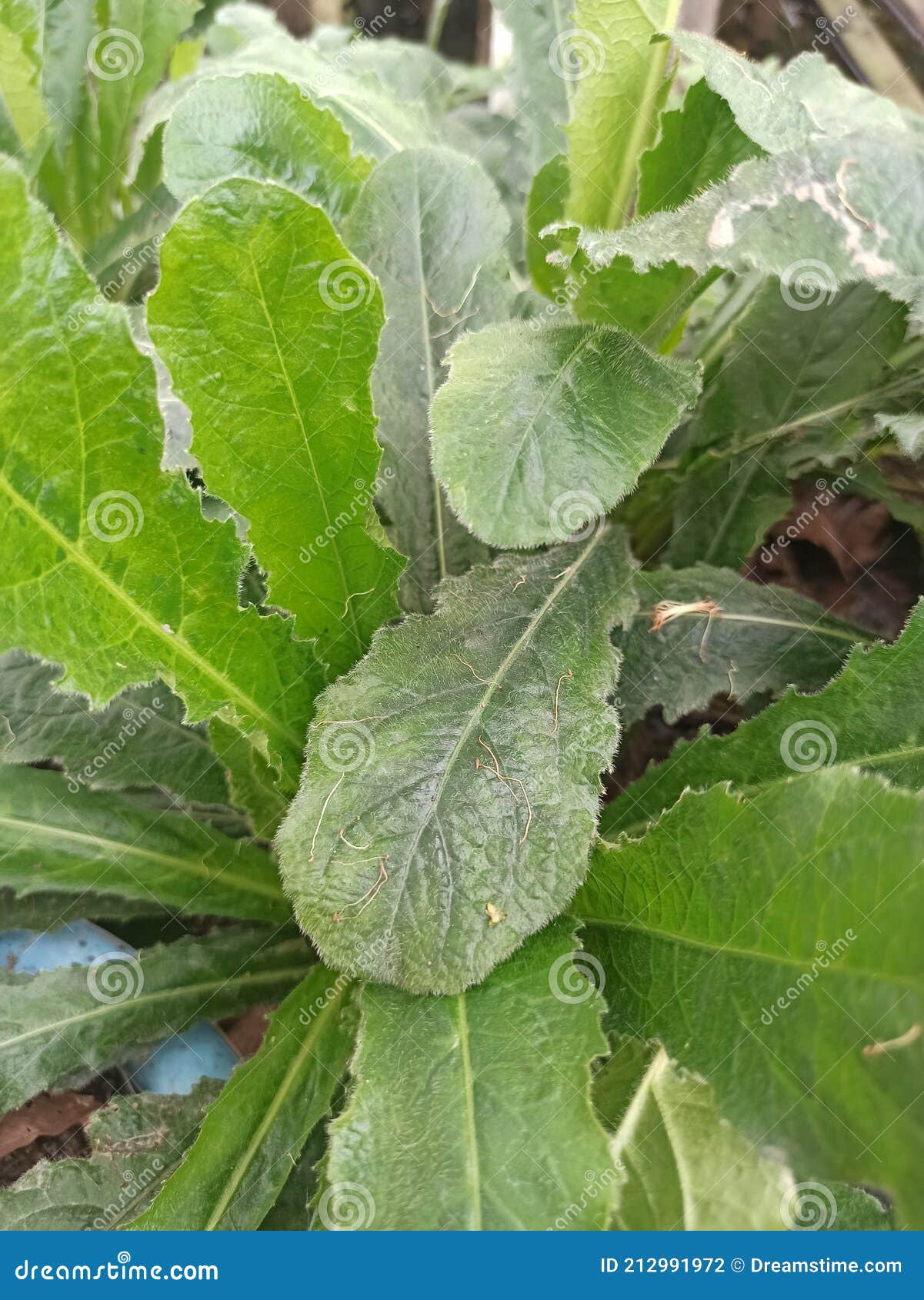 The View of Leaves that Used for Traditional Medicine Stock Photo ...
