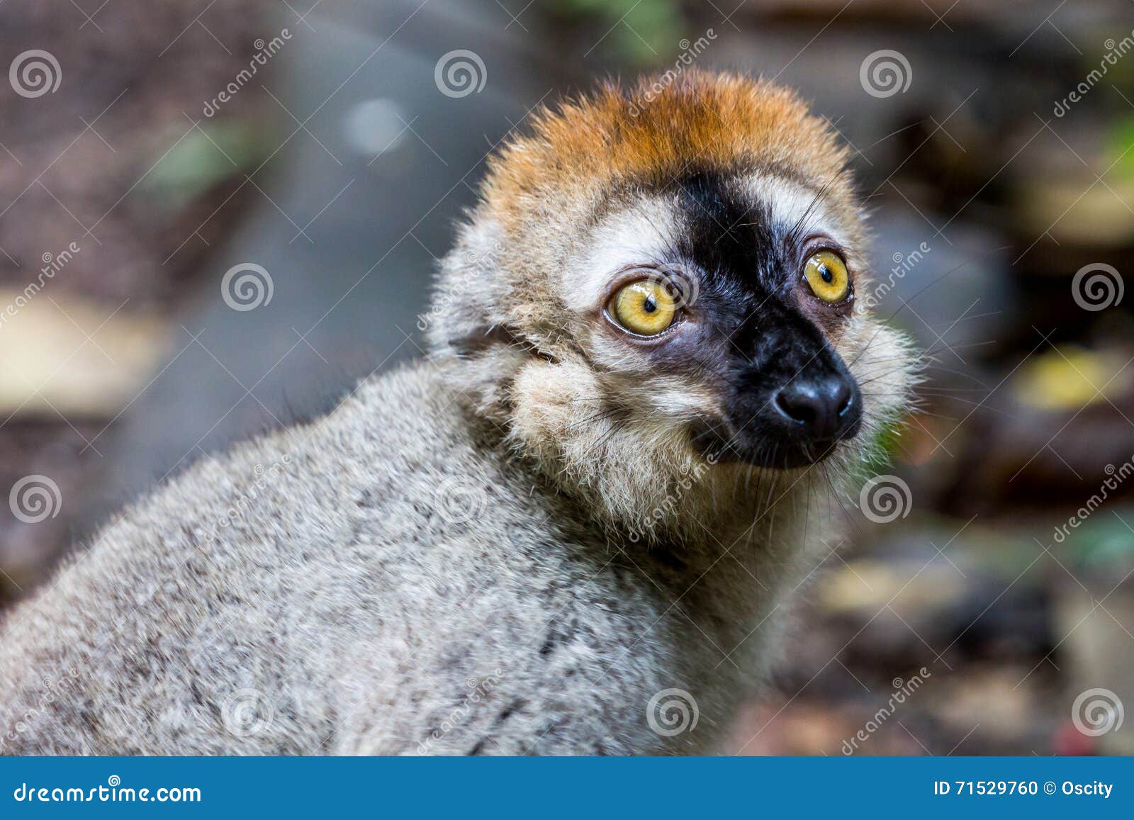 View of a Lemur in a zoo stock photo. Image of jungle - 71529760