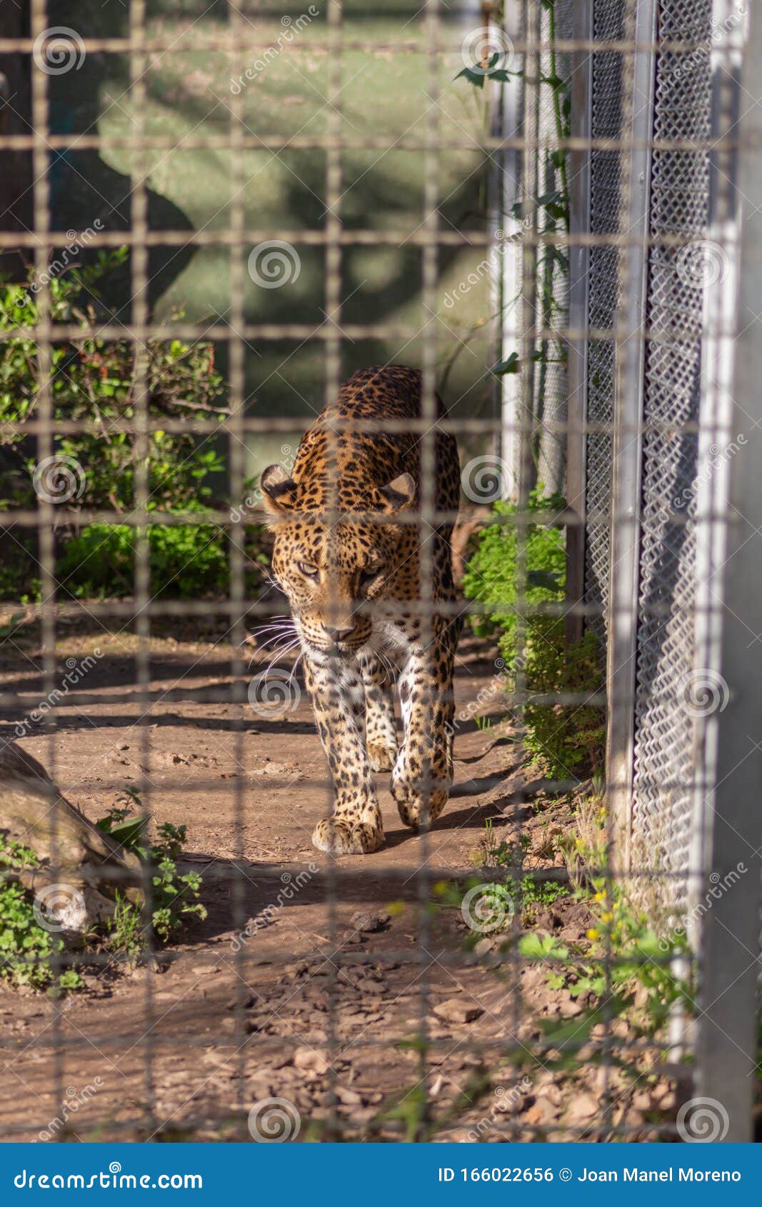 View of a Leopard Inside a Cage in the Zoo Â Stock Photo - Image of ...