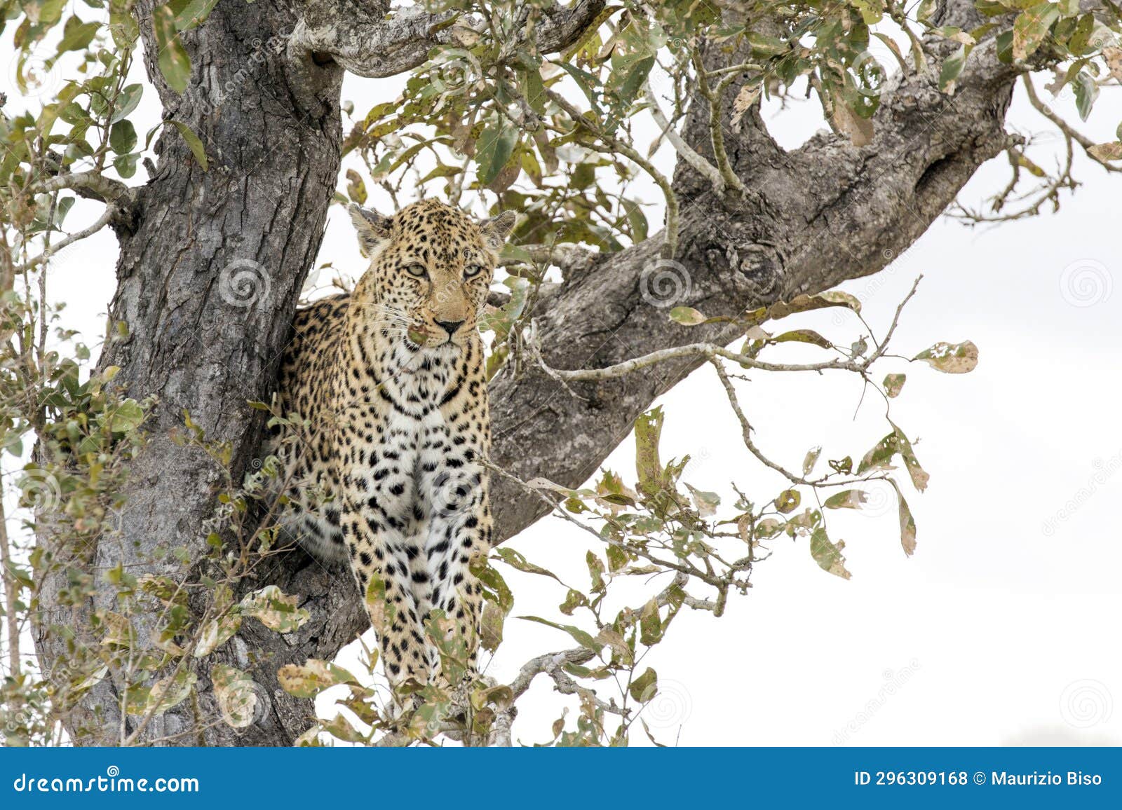 A view of leopard on tree stock photo. Image of namibia - 296309168