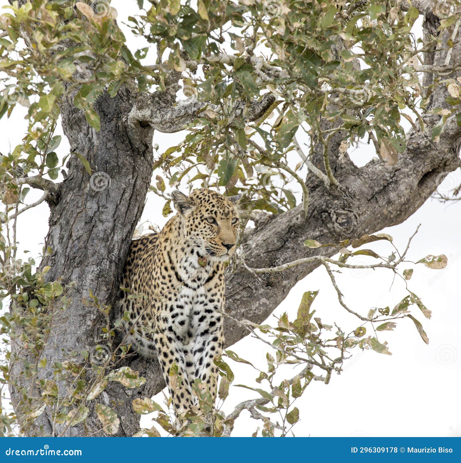 A view of leopard on tree stock photo. Image of spot - 296309178