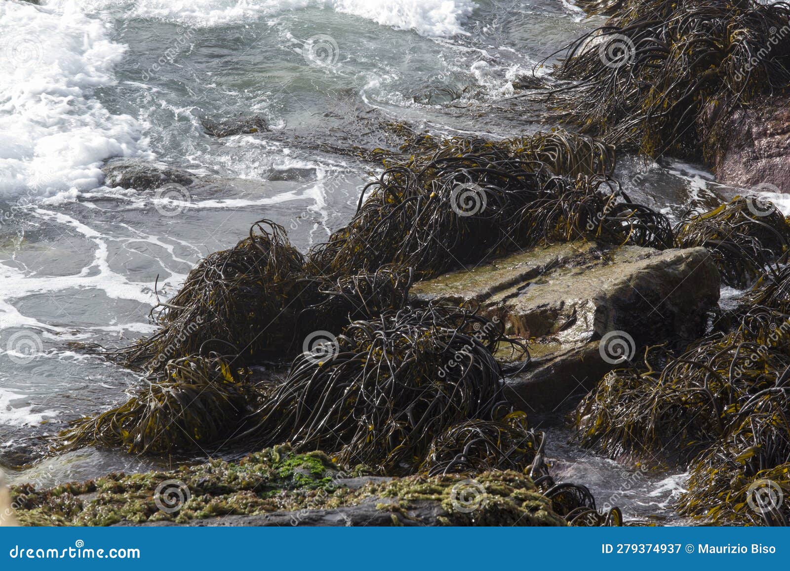 A View of Lessonia Nigrescens Stock Image - Image of forest, south ...