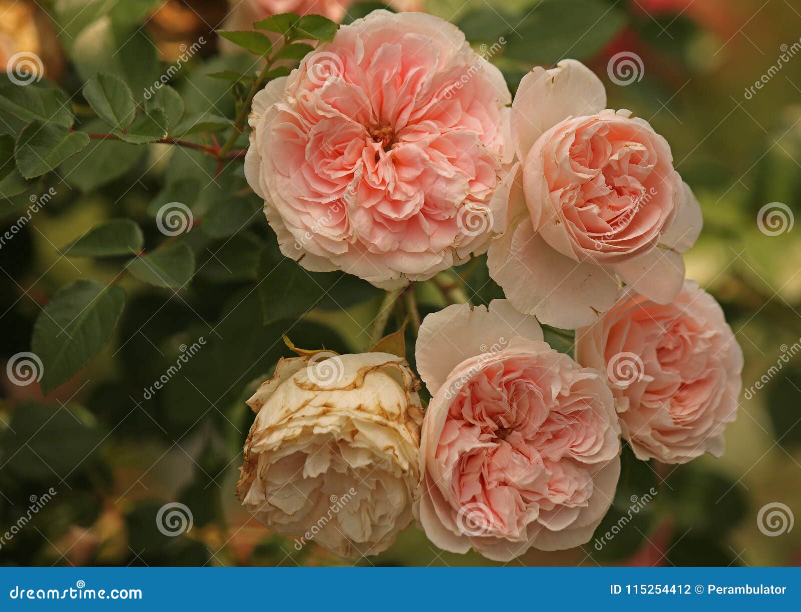 OPEN PINK ROSES stock photo. Image of hues, bloom, beauty - 115254412