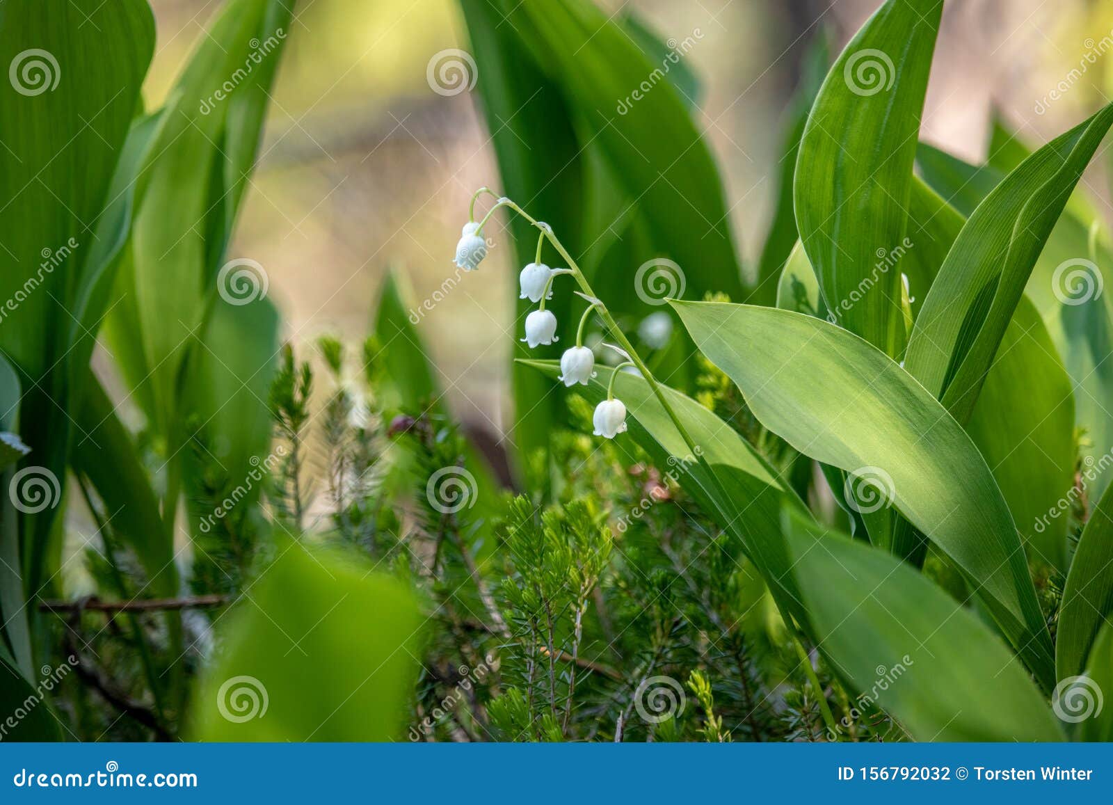 View of lily of the valley stock photo. Image of closeup - 156792032