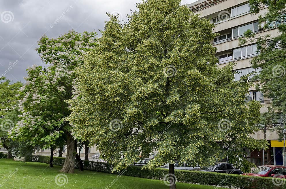 View of Lime Tree and Indian Bean Tree with Bud and Bloom Stock Photo ...