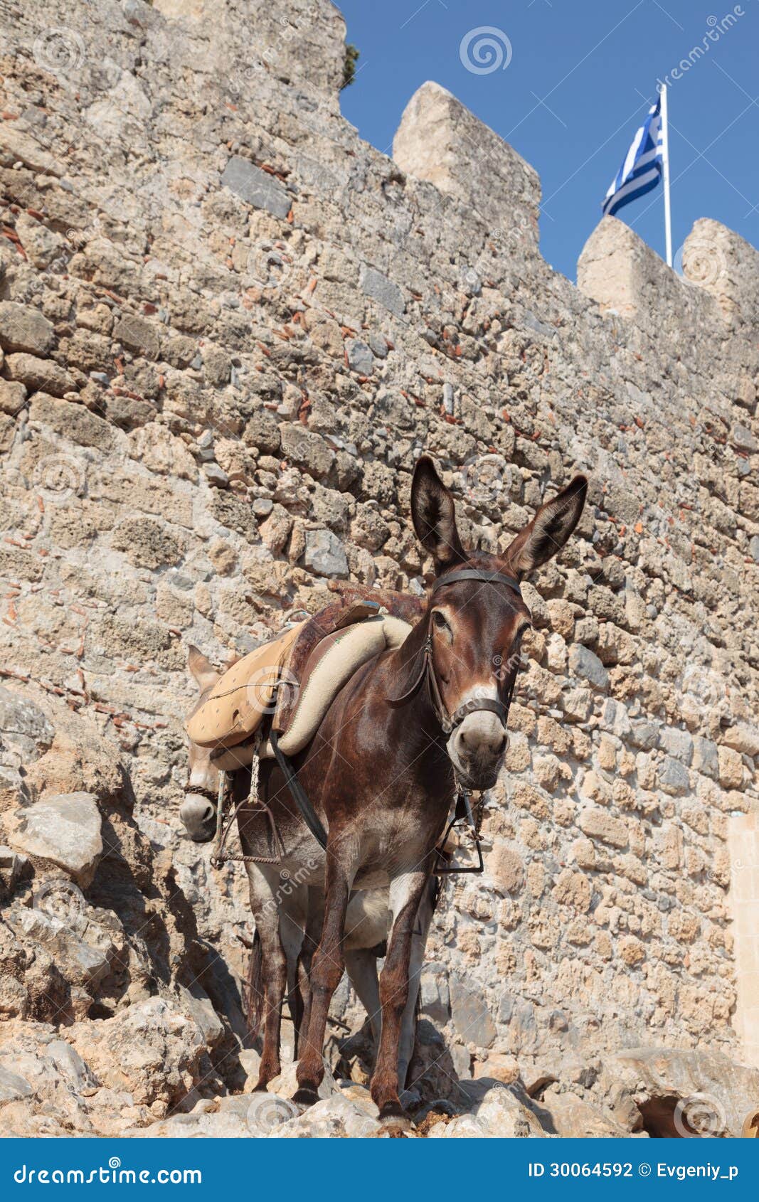 Donkey. Lindos - Rhodes Greece Stock Photo - Image of athena, greece ...