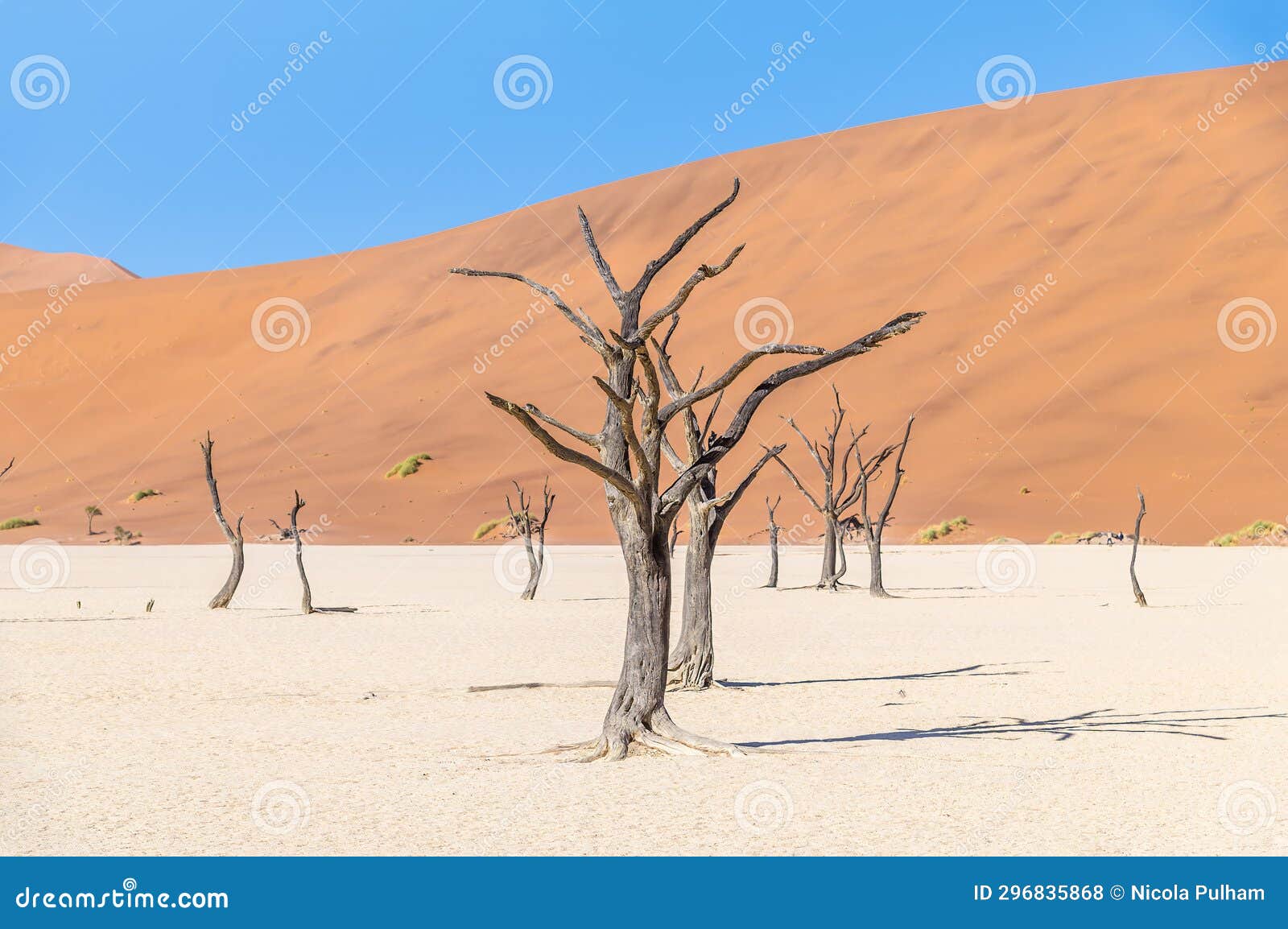 A View of a Line of Dead Trees in the Dead Valley in Sossusvlei ...