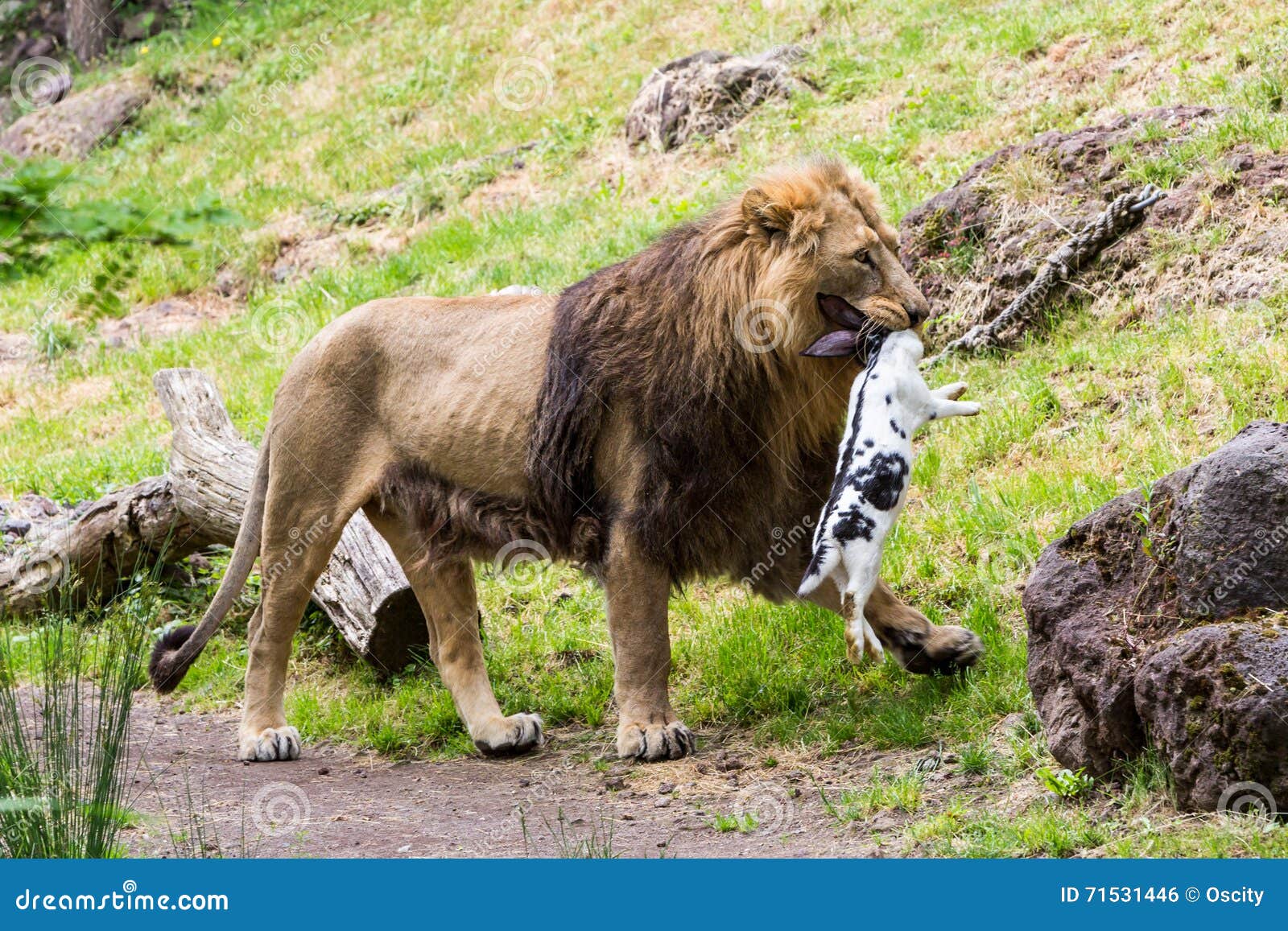 View of a Lion in a Zoo Eating Stock Photo - Image of feeding, head ...