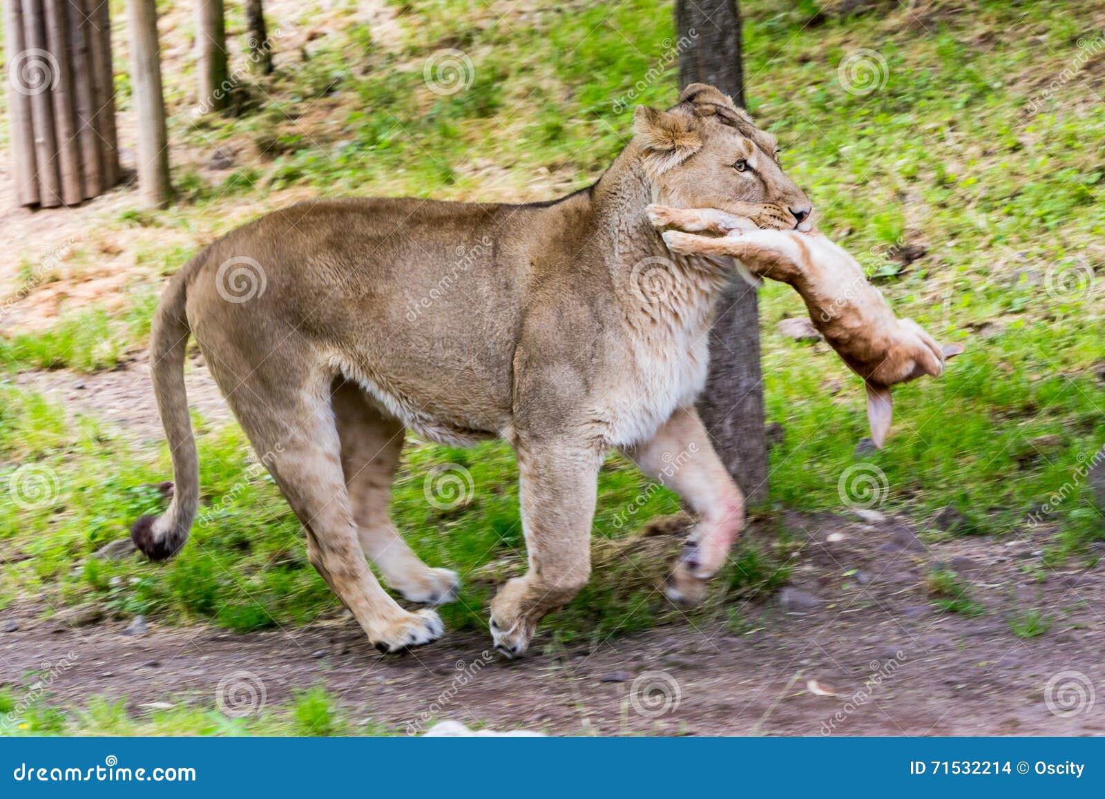 View of a Lion in a Zoo Eating Stock Photo - Image of african, face ...