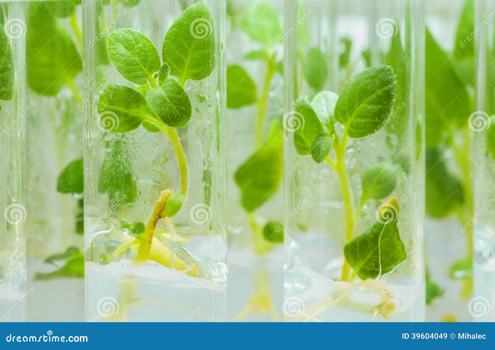 View on Litle Plants of Potato in Lab Tubes Stock Image - Image of food ...