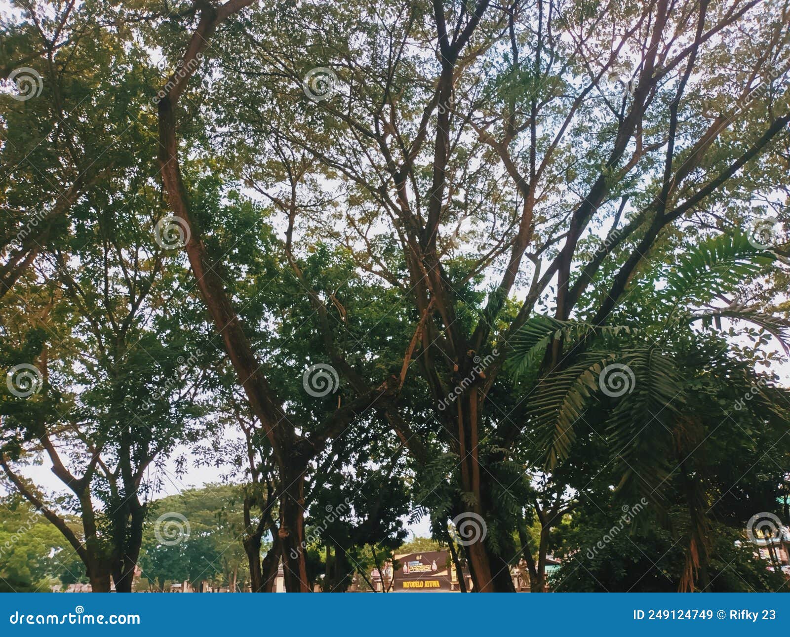 A View Little Forest in Police Station Editorial Stock Image - Image of ...