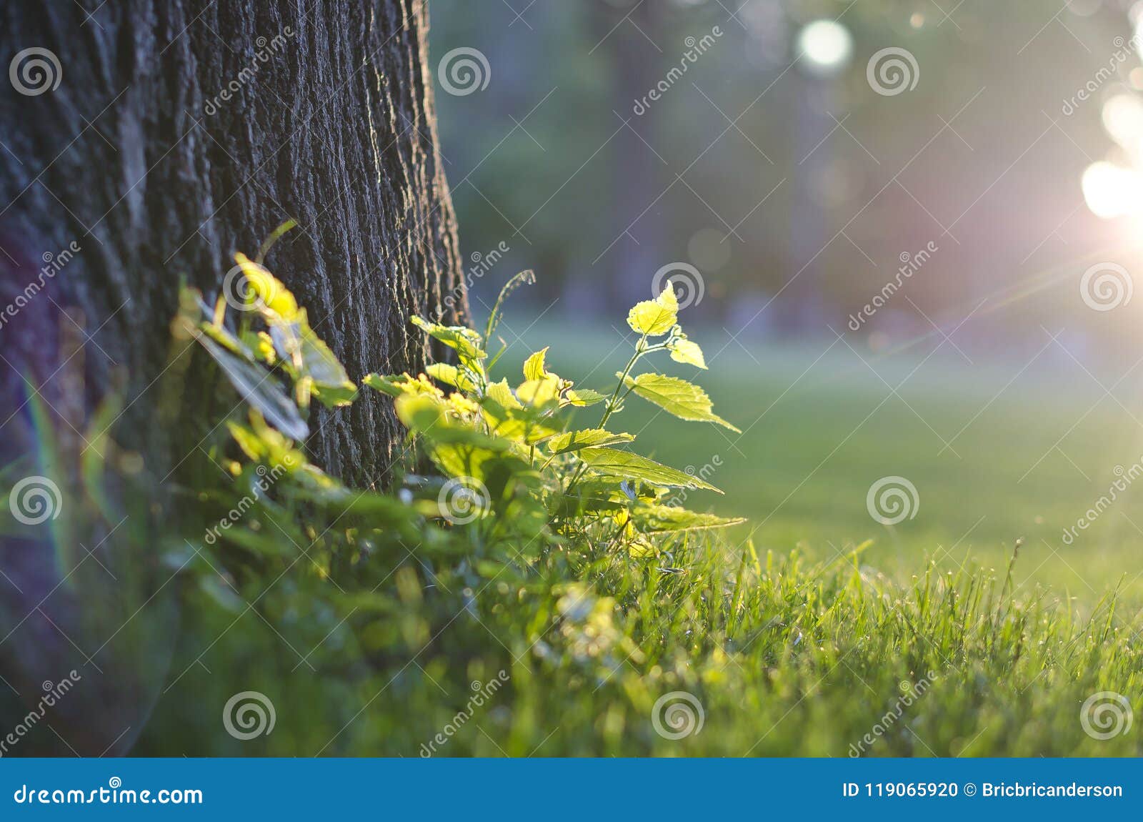 The Small Trees Sprouts Under the Trees Stock Photo - Image of life ...