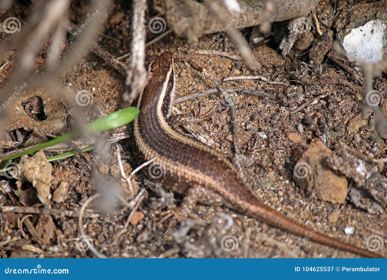 VIEW of LIZARD on the GROUND Stock Image - Image of bright, white ...
