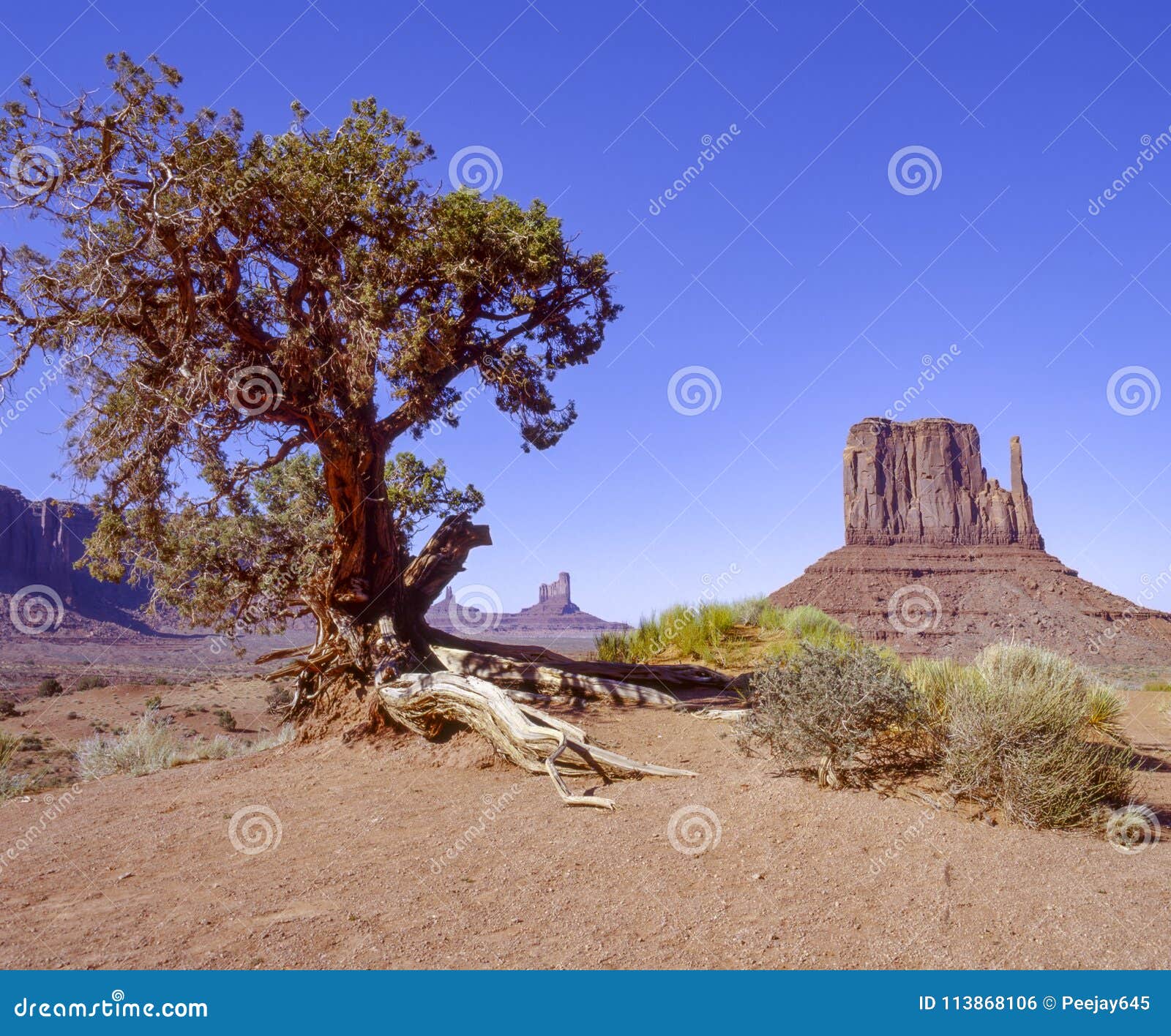 Tree in the Valley stock photo. Image of travel, fineart - 113868106
