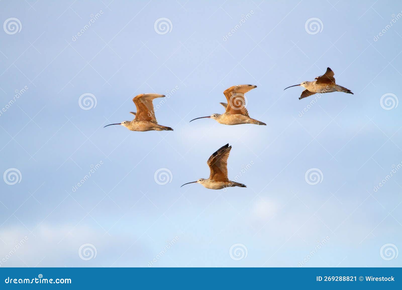 View of Long-billed Curlew Birds Flying in Blue Sky Stock Image - Image ...