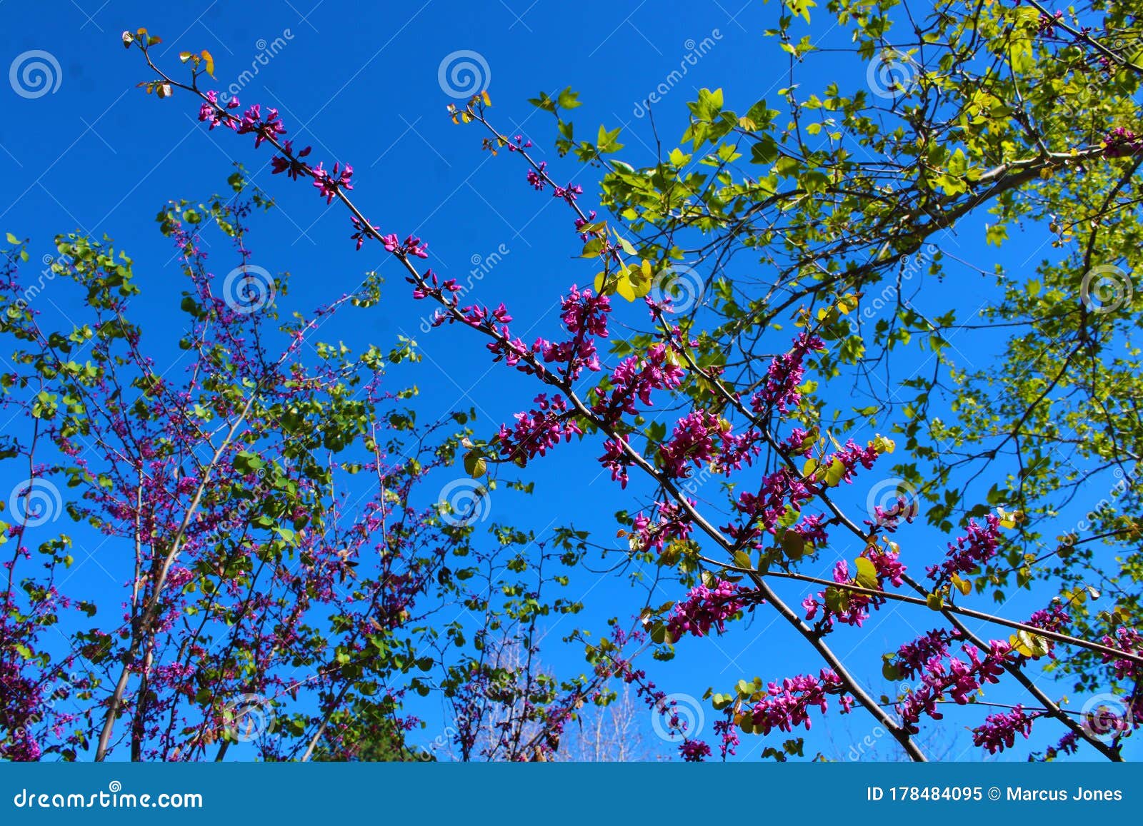 Long Slender Tree Branch Covered with Tiny Purple Flowers with a Blue ...