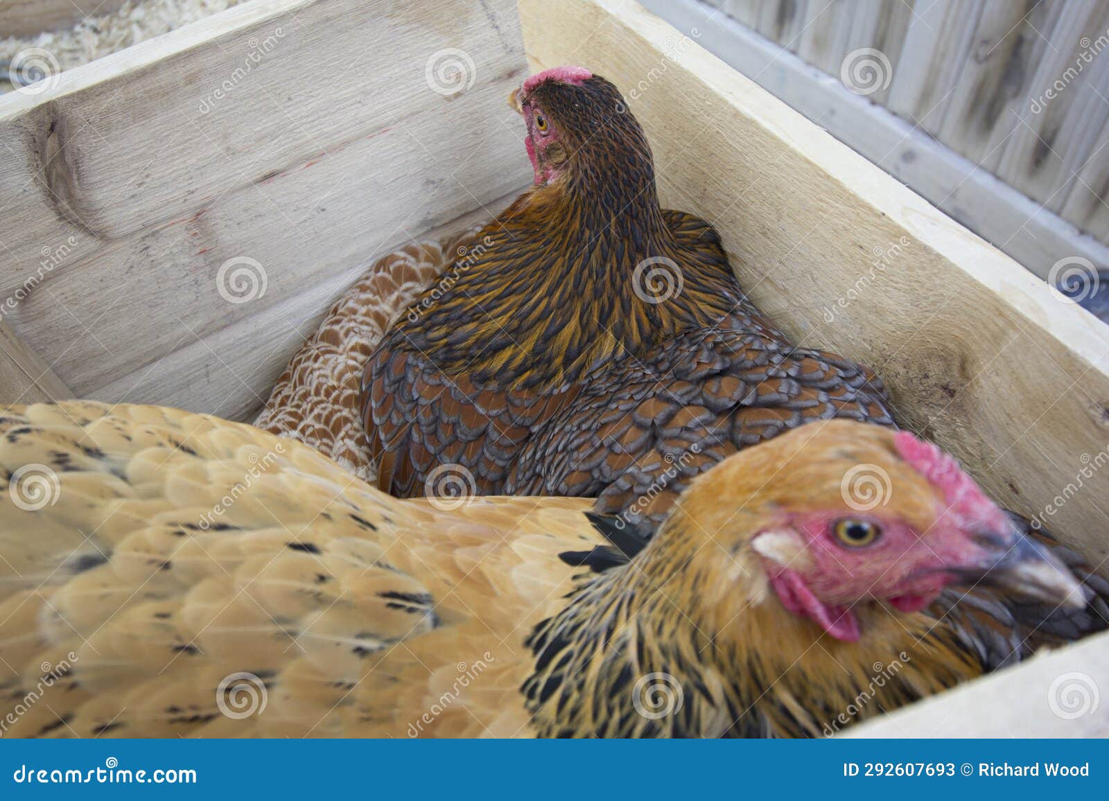 Looking Inside a Chicken Coop Stock Image - Image of animal, inside ...