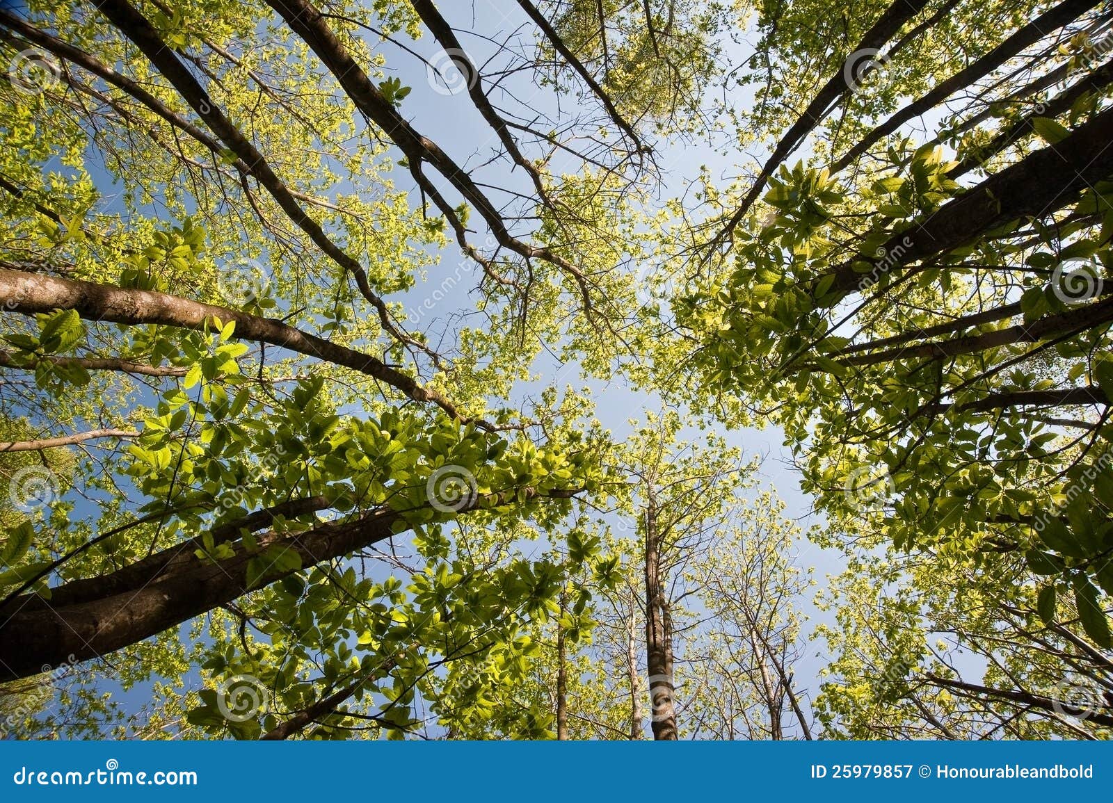 View Looking Up through Canopy of Beech Trees Stock Image - Image of ...