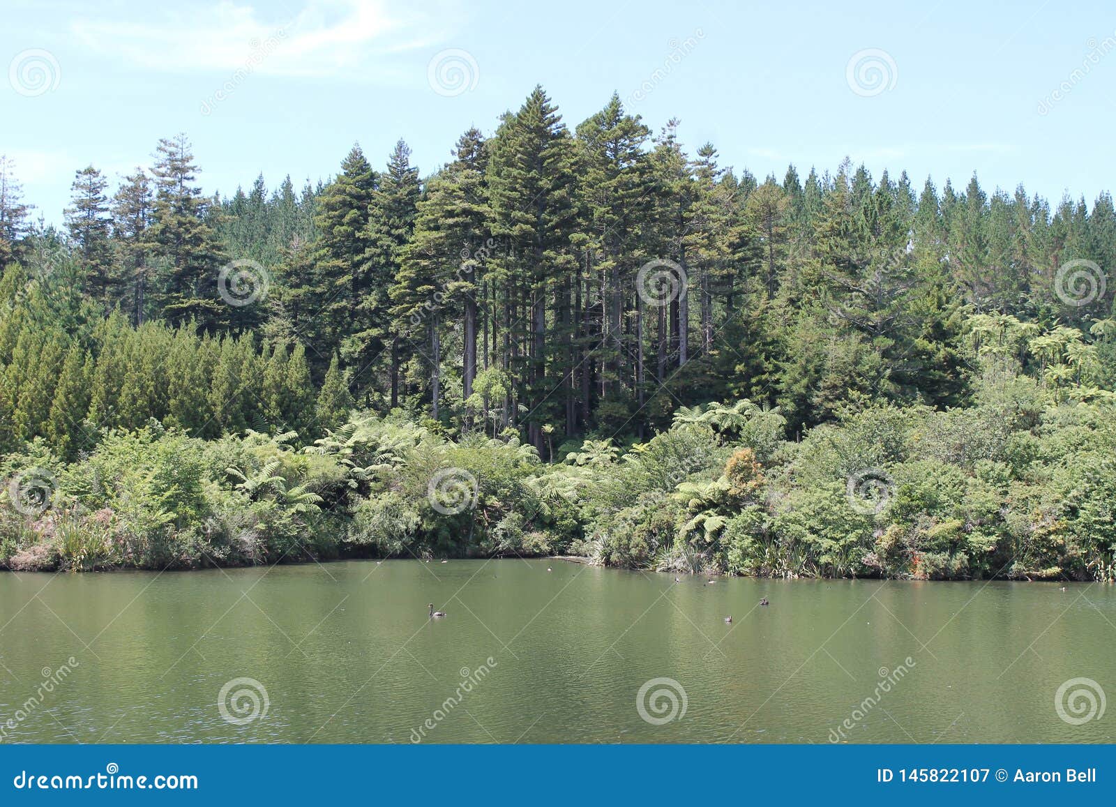Forest Overlooking Lake stock image. Image of trees - 145822107
