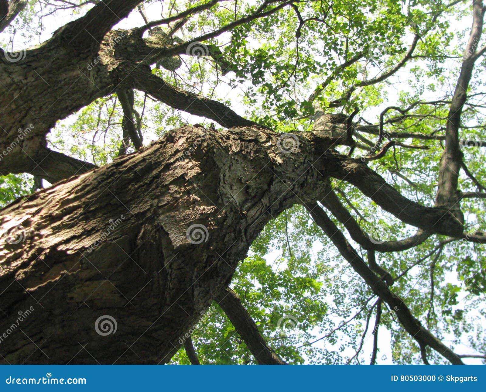 View Looking Up at Oak Tree Stock Photo - Image of branches ...