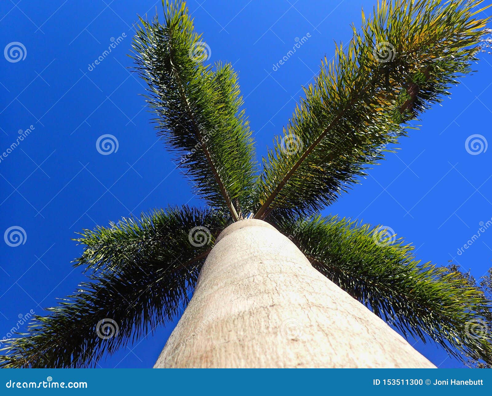 A View Looking Up a Palm Tree Stock Photo - Image of palms, bahamas ...