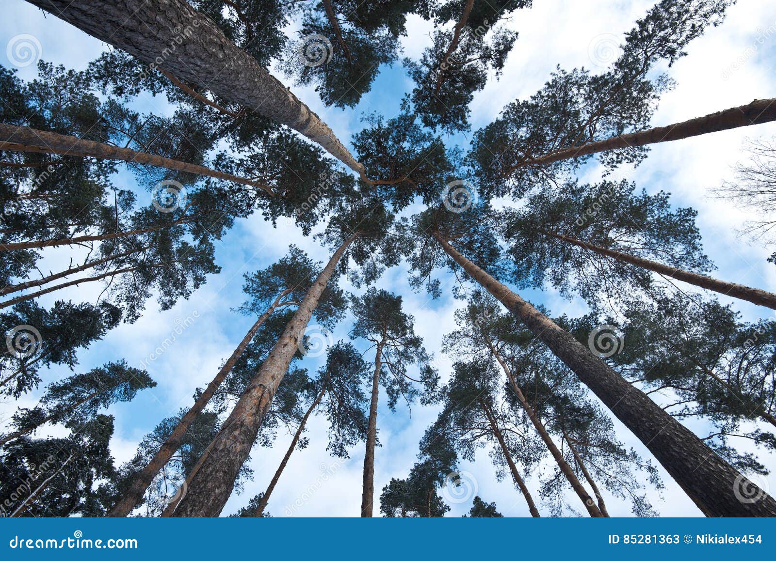 View Looking Up at Pine and Beech Trees in Middle of Forest Stock Image ...