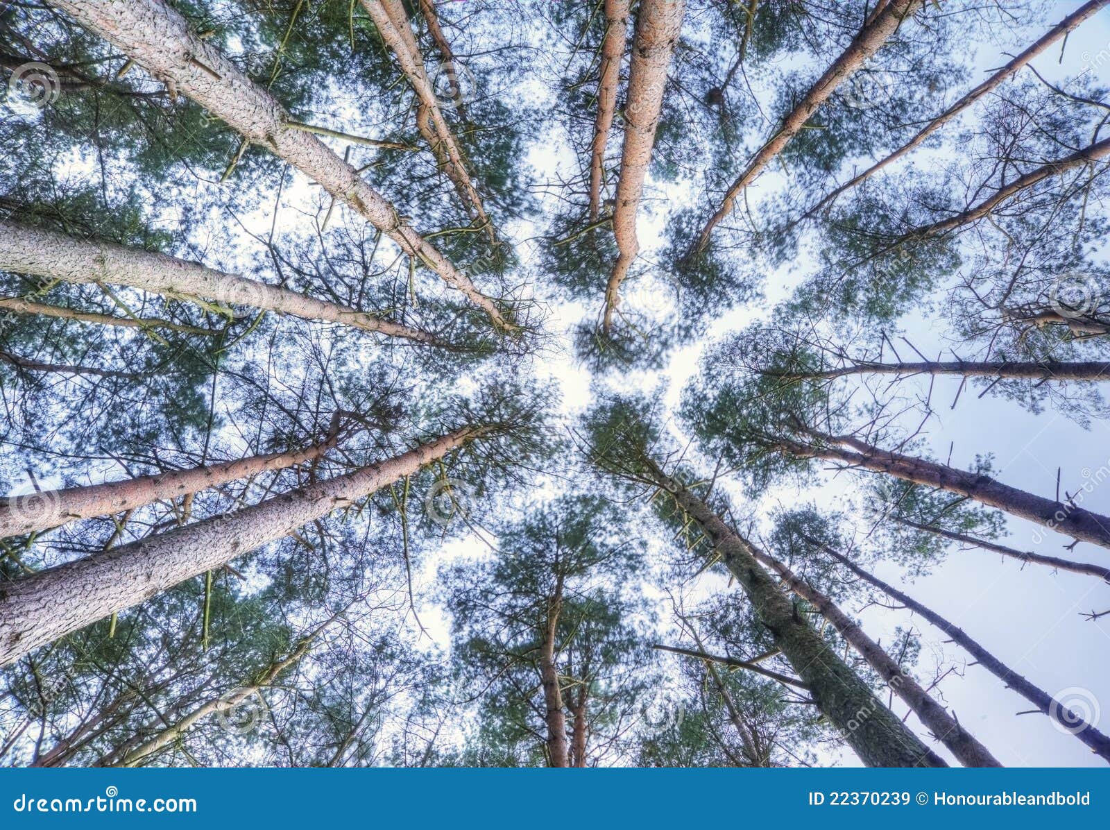View Looking Up To Sky Through Pine Trees Stock Image - Image: 22370239