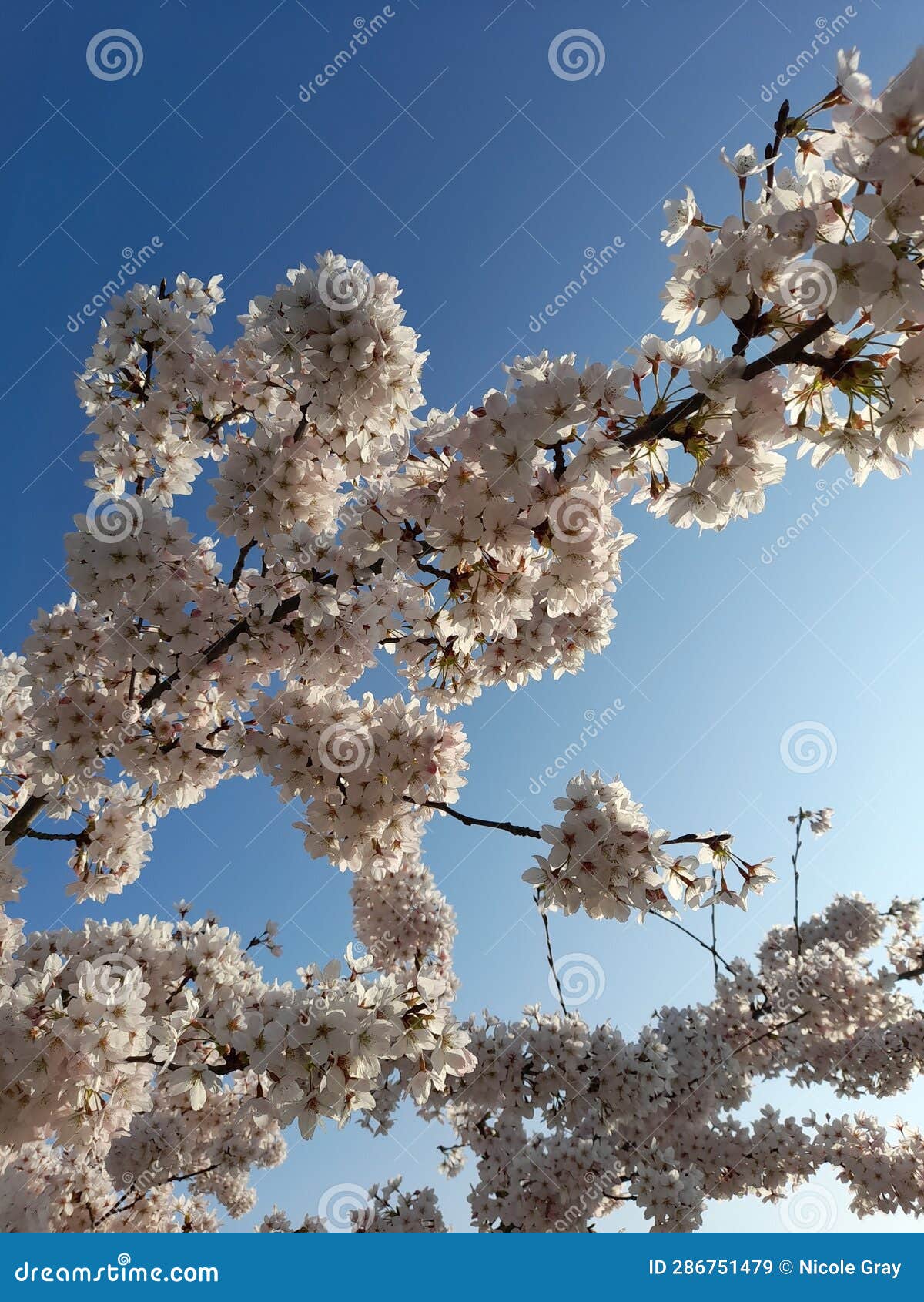 View Looking Up Towards Cherry Tree Blossoms in Springtime Stock Image ...