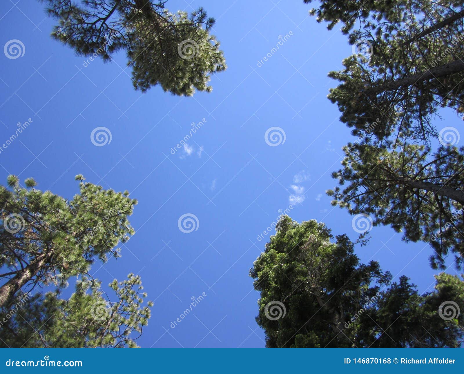 A View Looking Up at the Treetops Stock Photo - Image of forest, trees ...